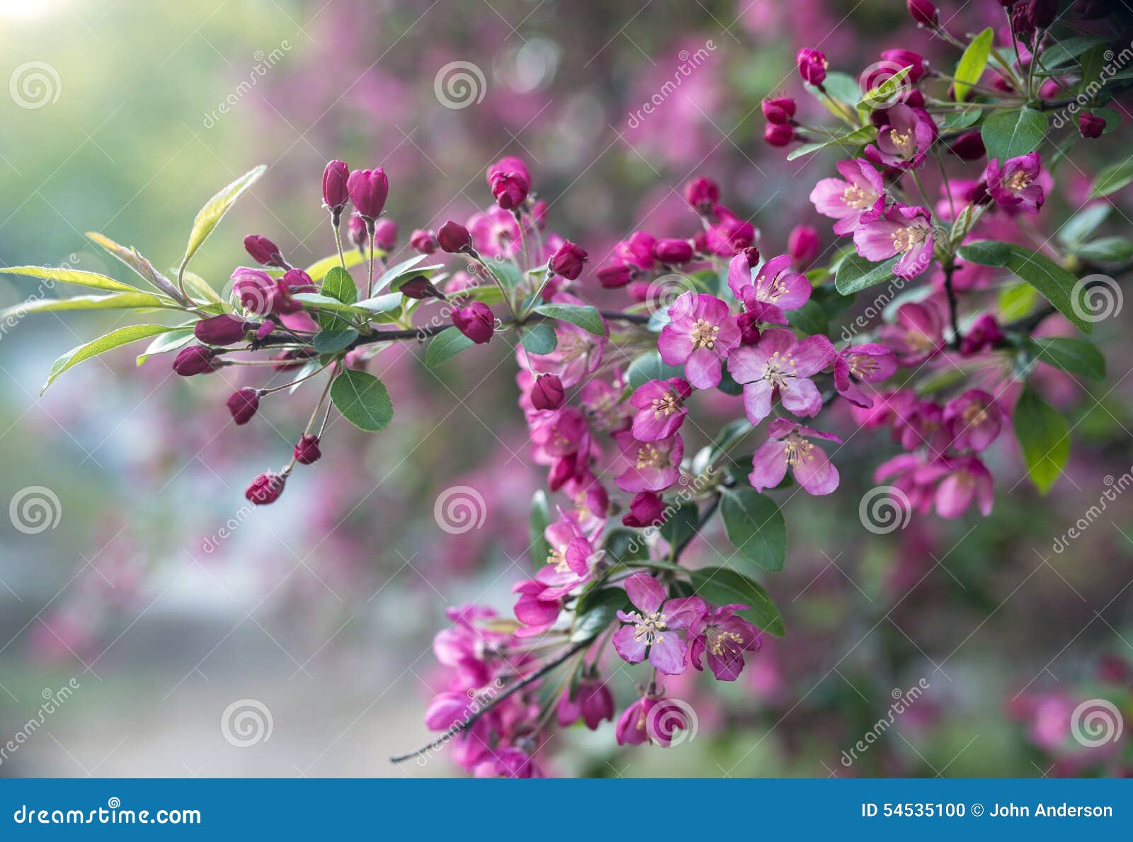 Arbre De Pomme Sauvage - Malus « prince Pourpre » [ Photo stock - Image ...