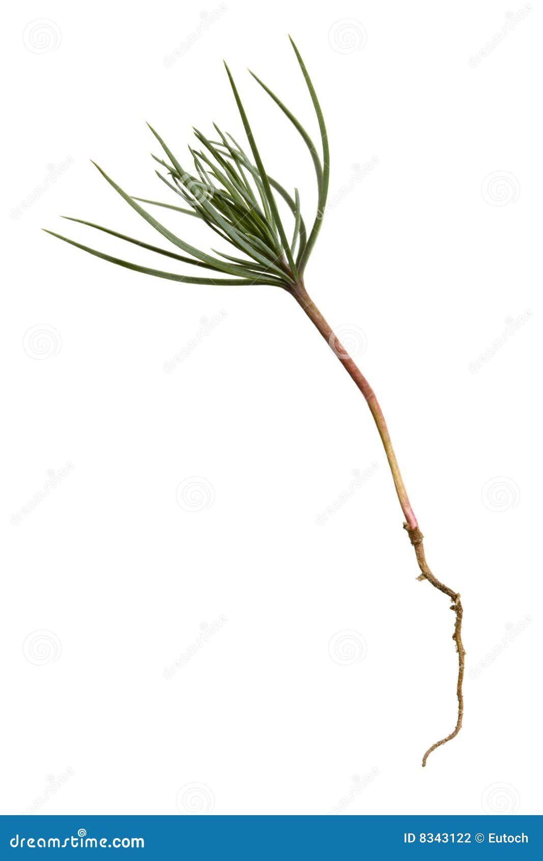 Arbre de pousse de pin photo stock. Image du fond, durée - 8343122