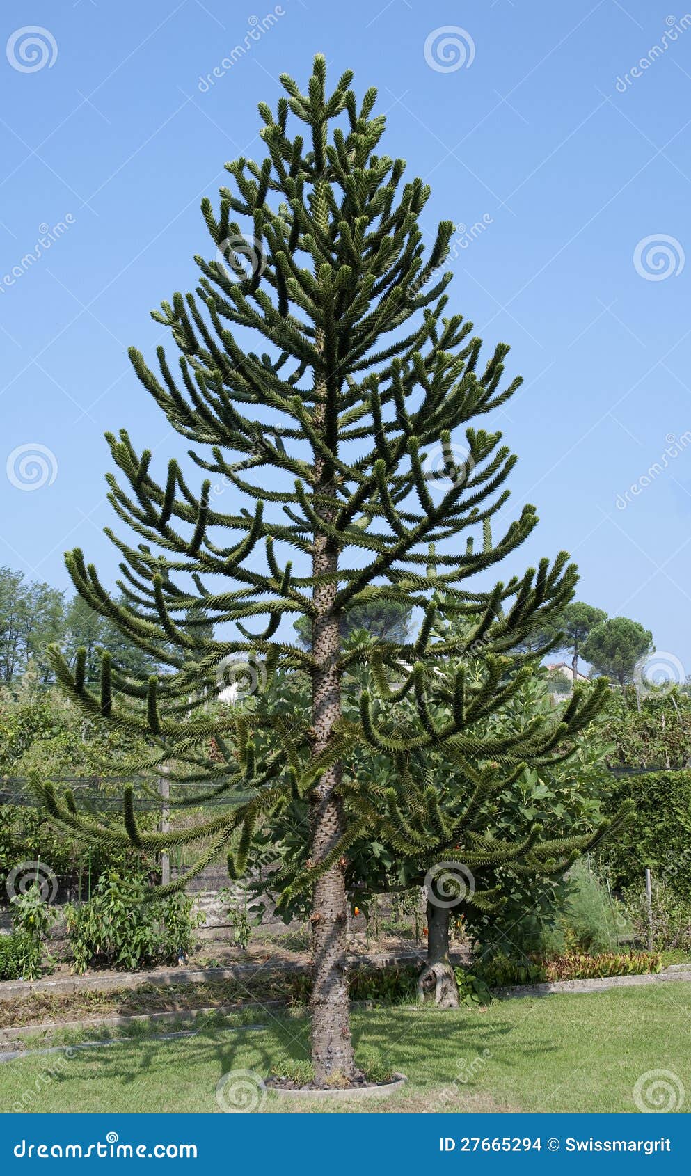 Arbre De Puzzle De Singe D'araucana- D'araucaria Photo stock - Image du ...