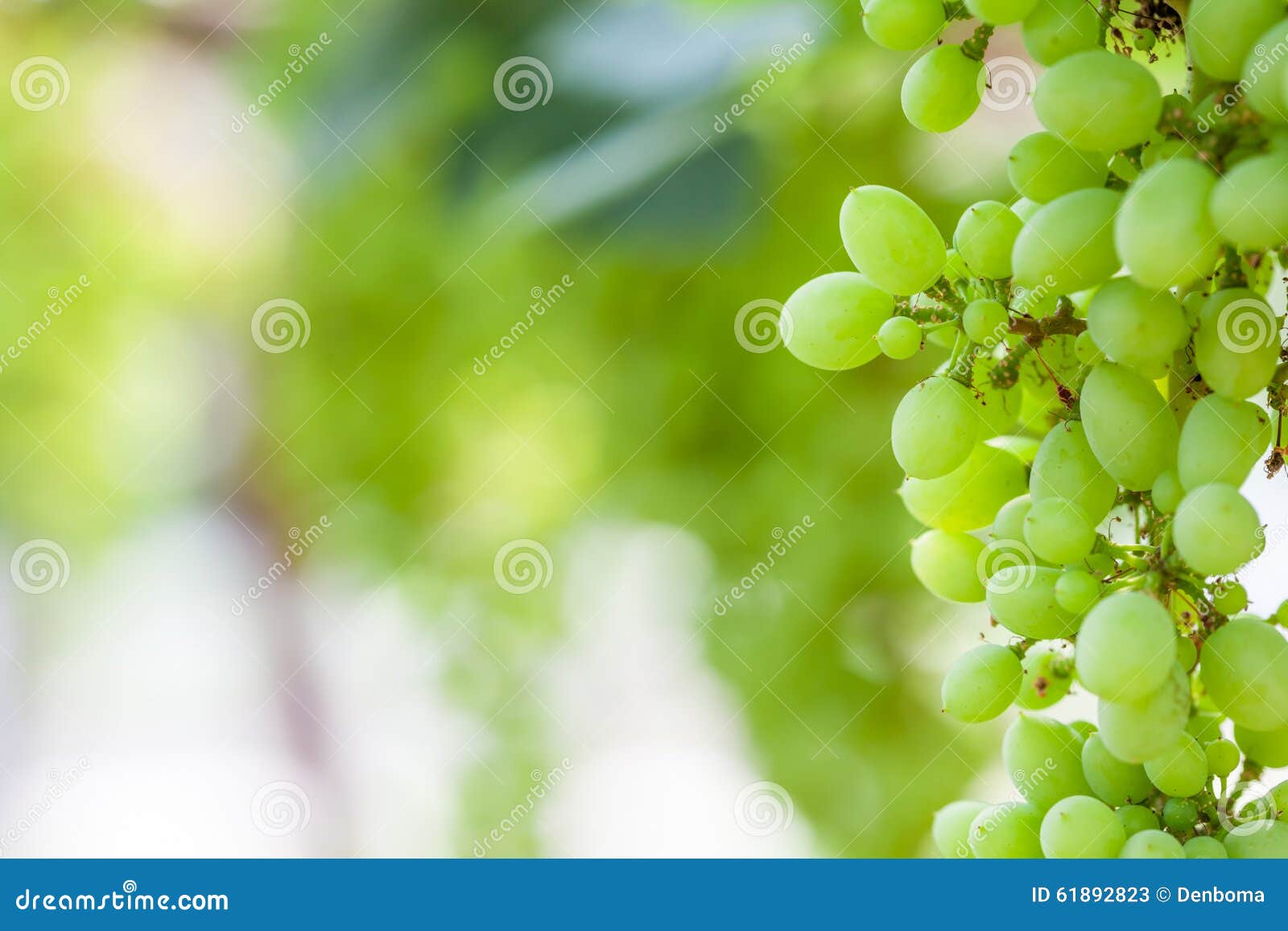 Arbre De Raisin Dans Le Jardin Image stock - Image of jardin, raisin ...