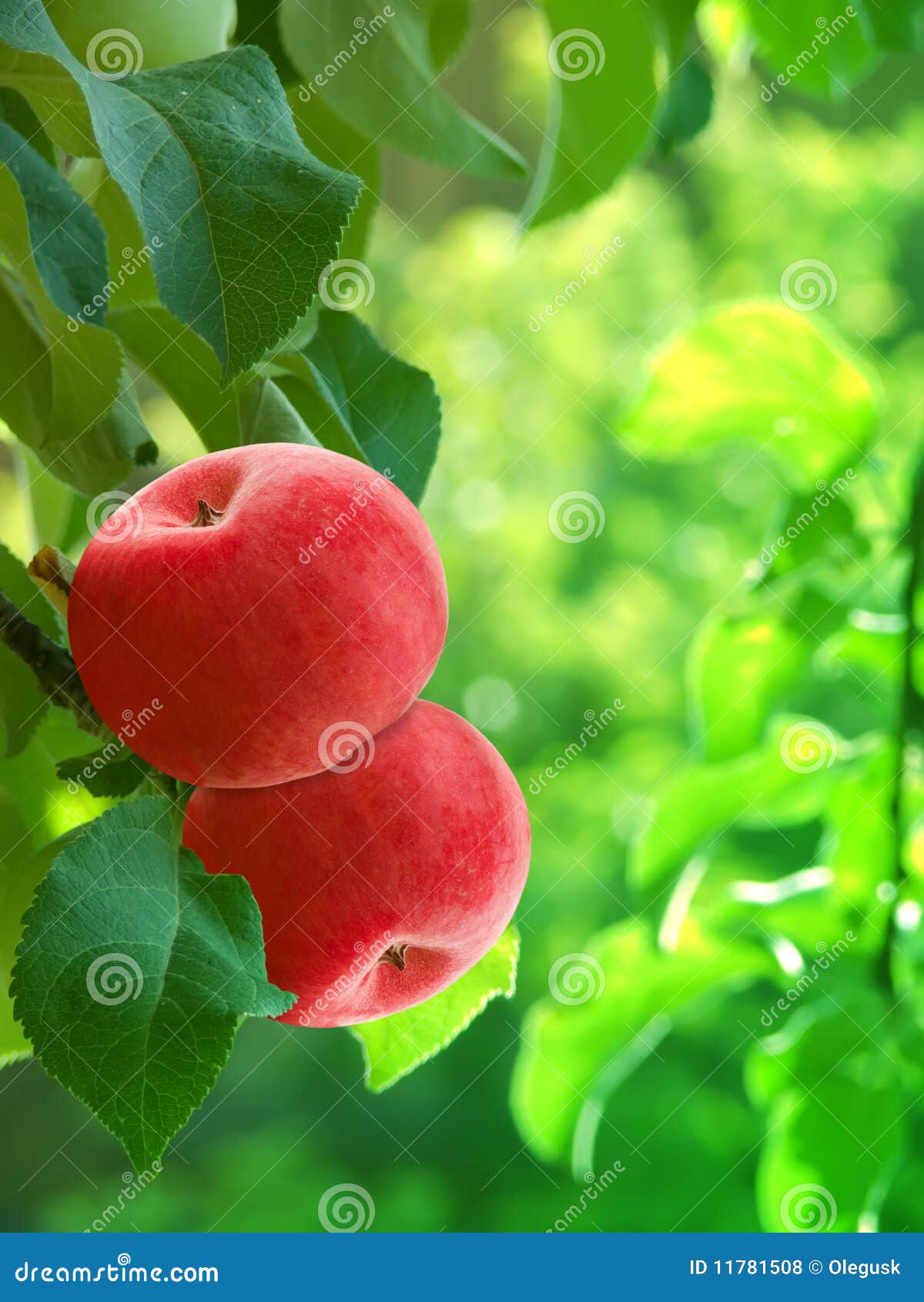 Arbre de rouge de pommes photo stock. Image du jardinage - 11781508