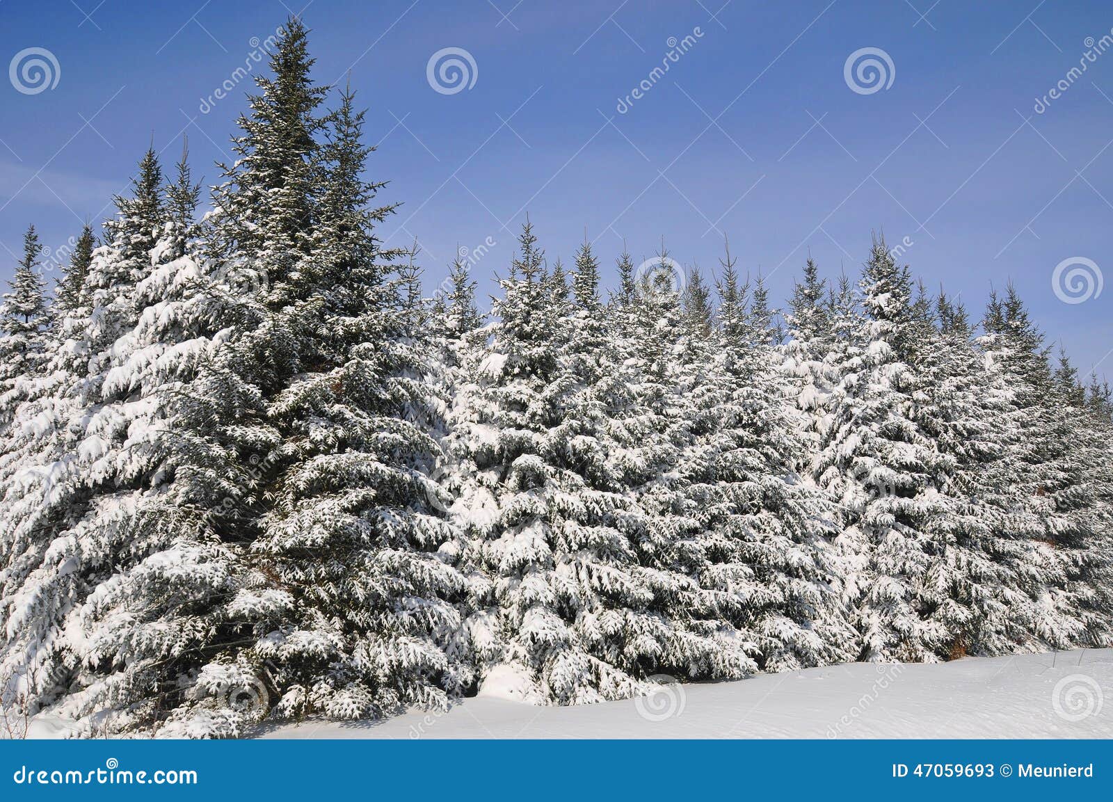 Arbre de sapin image stock. Image du extérieur, crête - 47059693