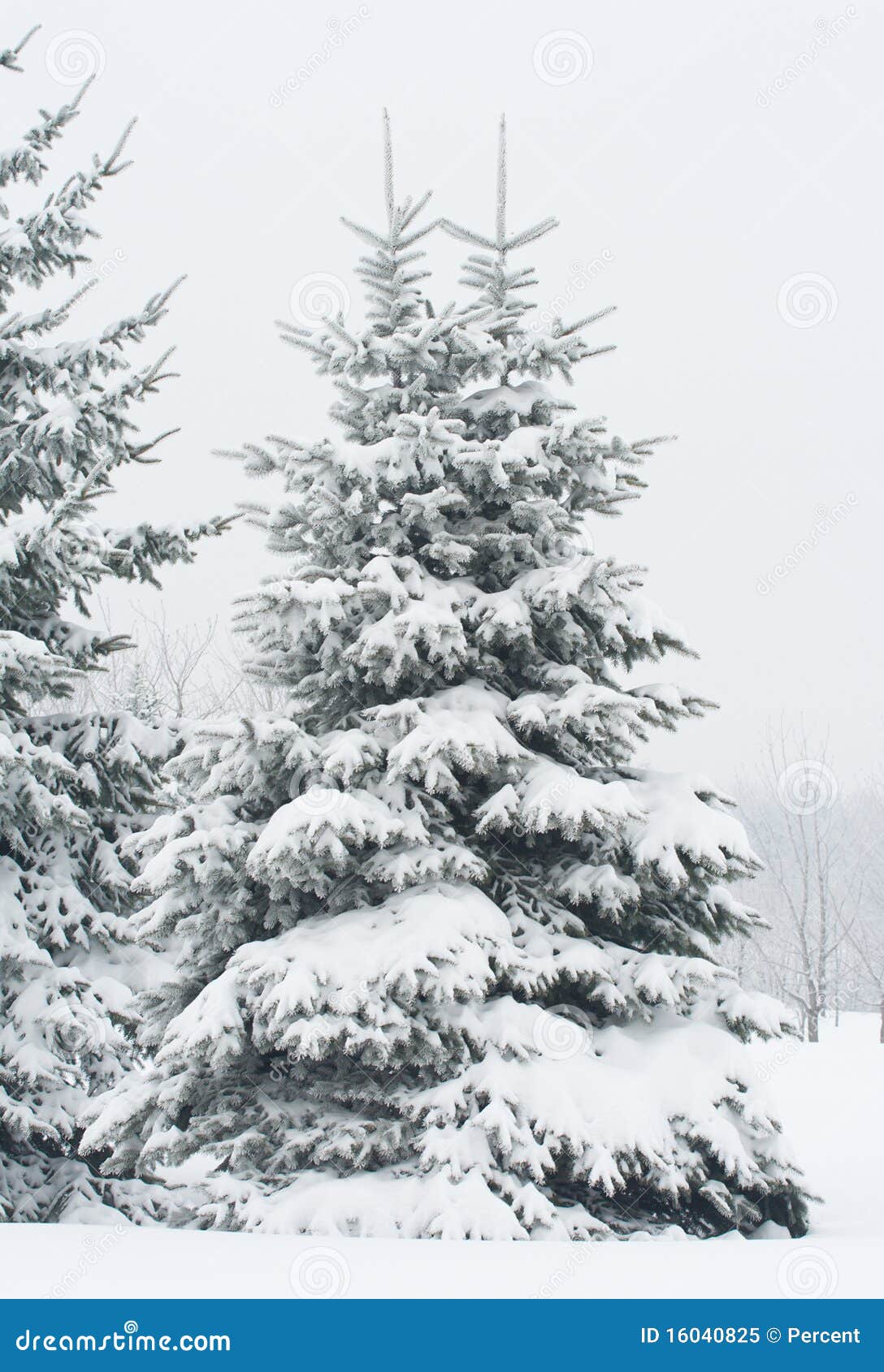 Arbre De Sapin Couvert De Neige Image stock - Image du arbres, froid ...