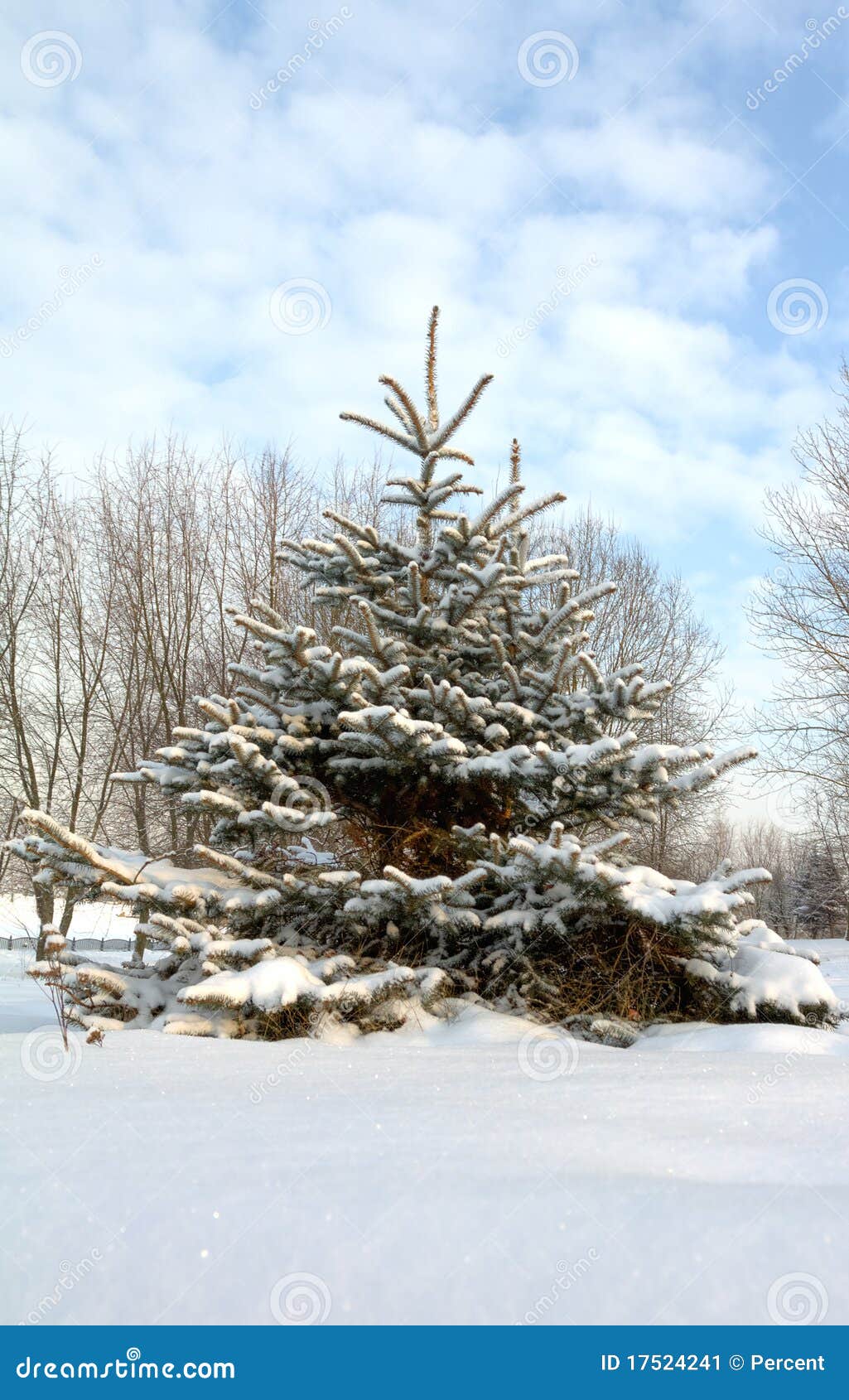 Arbre De Sapin Couvert De Neige Image stock - Image du urbain, décembre ...