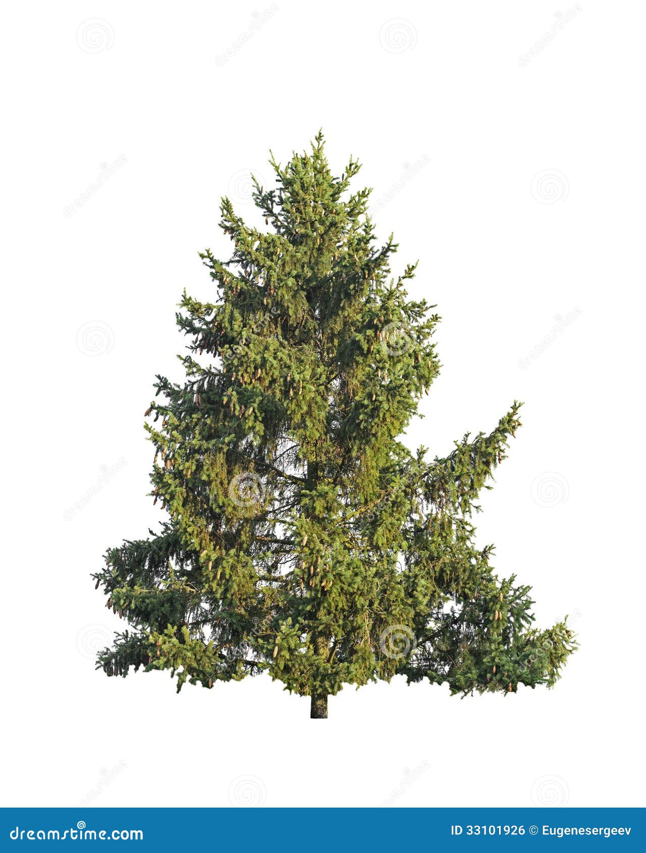 Arbre De Sapin Vert Naturel D'isolement Sur Le Blanc Photo stock ...