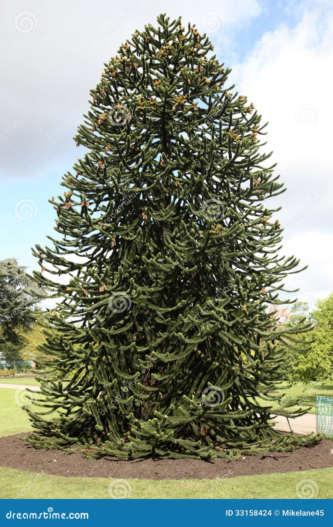 Arbre De Singe, Araucana D'araucaria Photo stock - Image du conifère ...