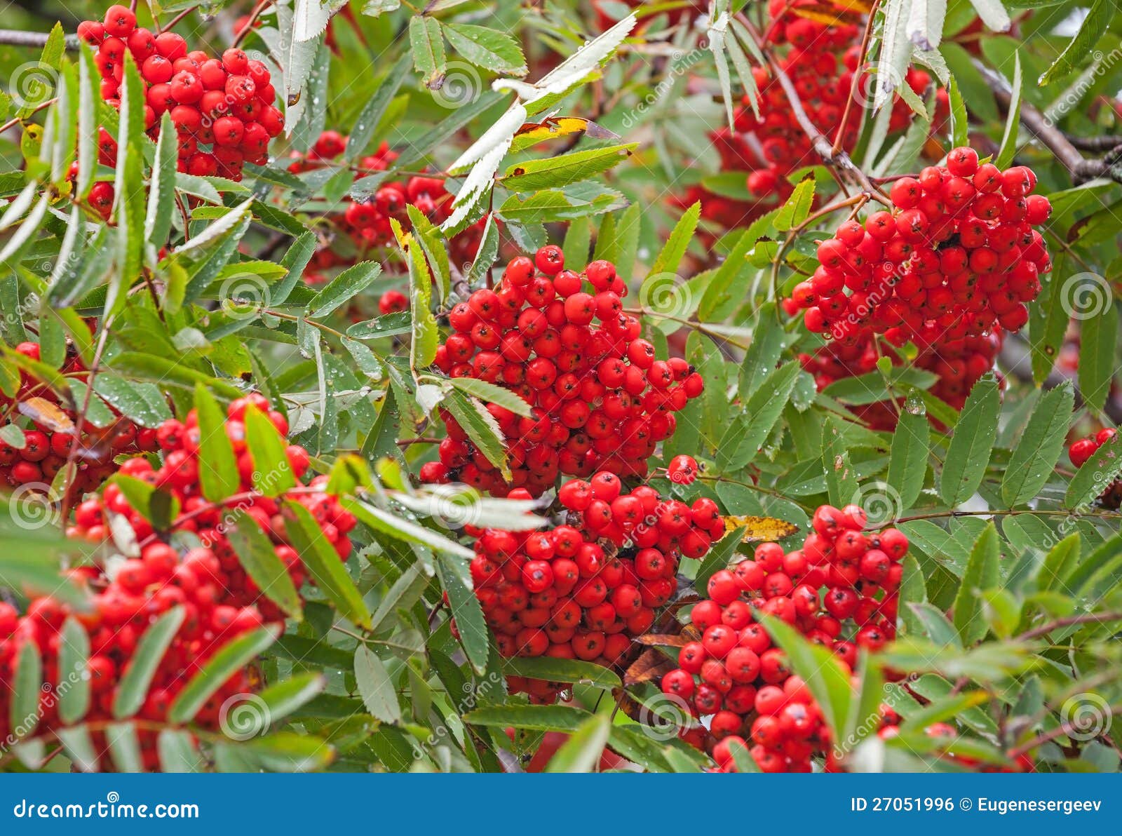 Arbre De Sorbe Humide Avec Les Baies Rouges Photo stock - Image du ...