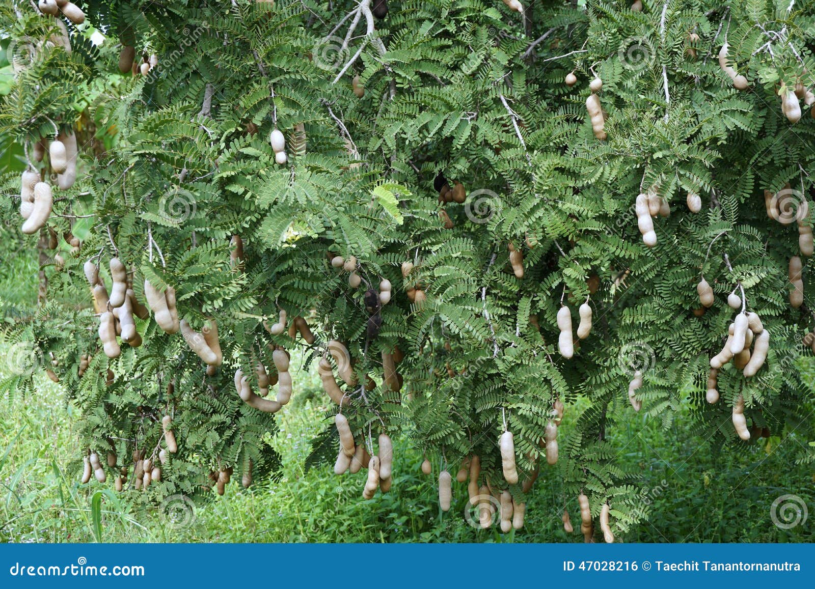 Arbre de tamarinier photo stock. Image du nature, mûr - 47028216