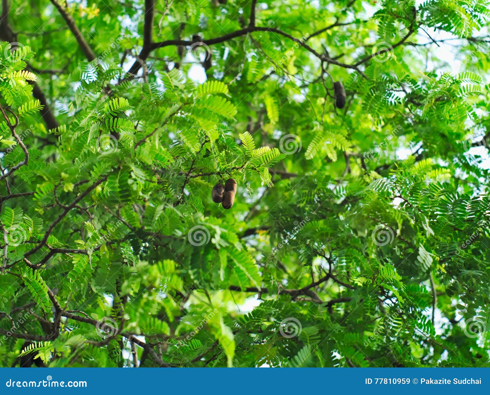 Arbre De Tamarinier Ou Tamarindus Indica Image stock - Image du aigre ...