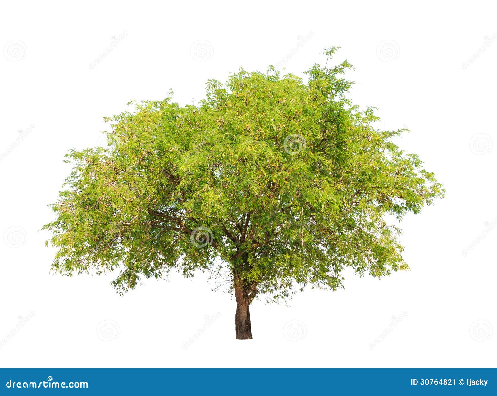 Arbre De Tamarinier (tamarindus Indica) Image stock - Image du normal ...