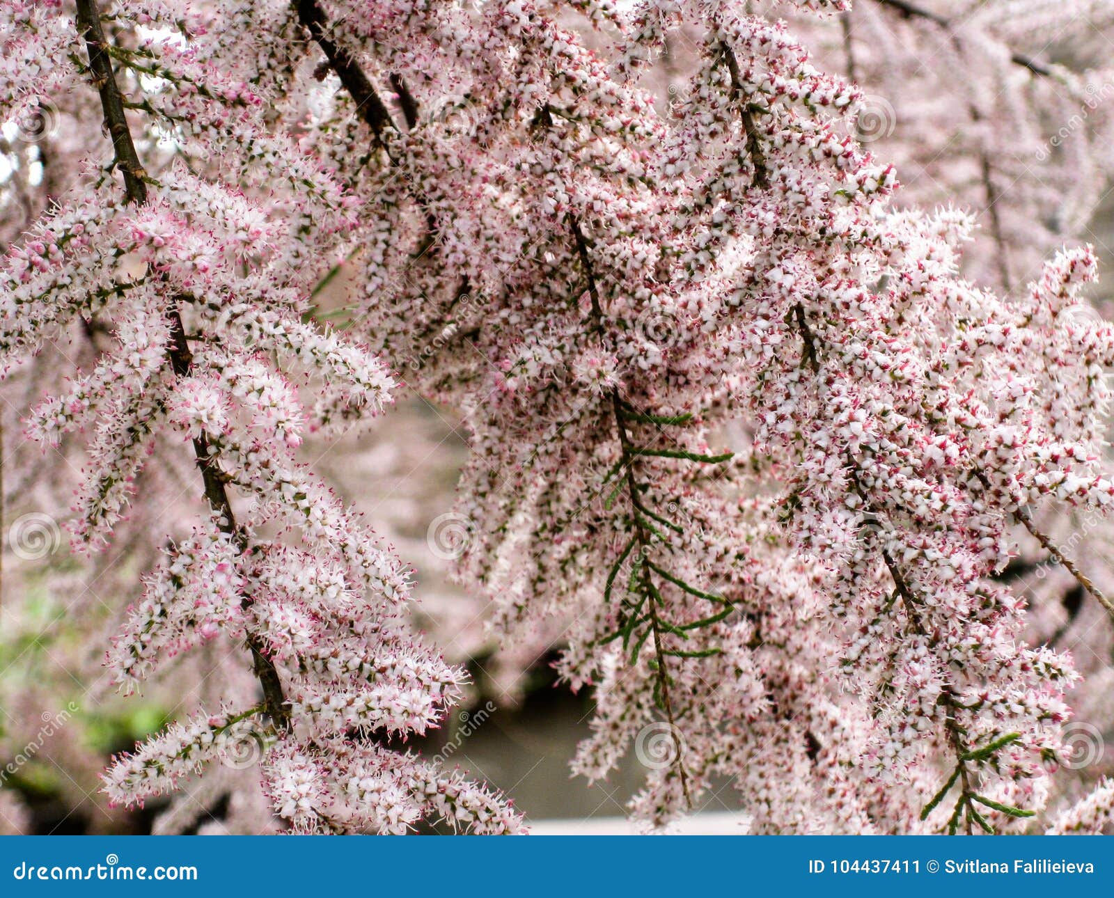 305 Photos de Arbre De Tamaris - Photos de stock gratuites et libres de ...