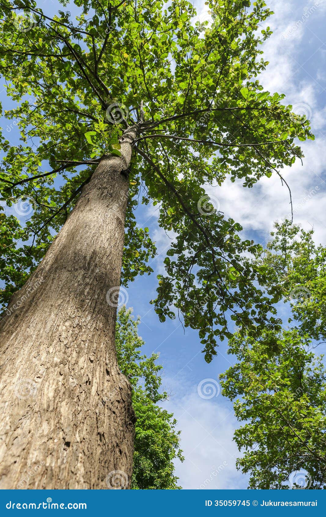 Arbre de teck image stock. Image du vieux, monde, configuration - 35059745