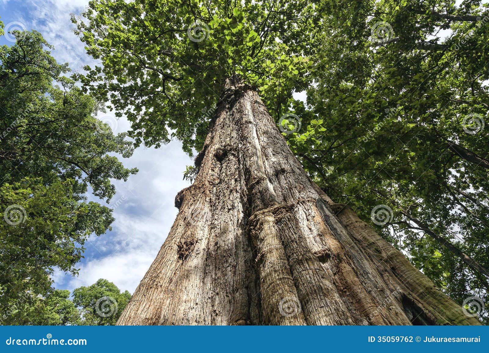 Arbre de teck photo stock. Image du brun, configuration - 35059762