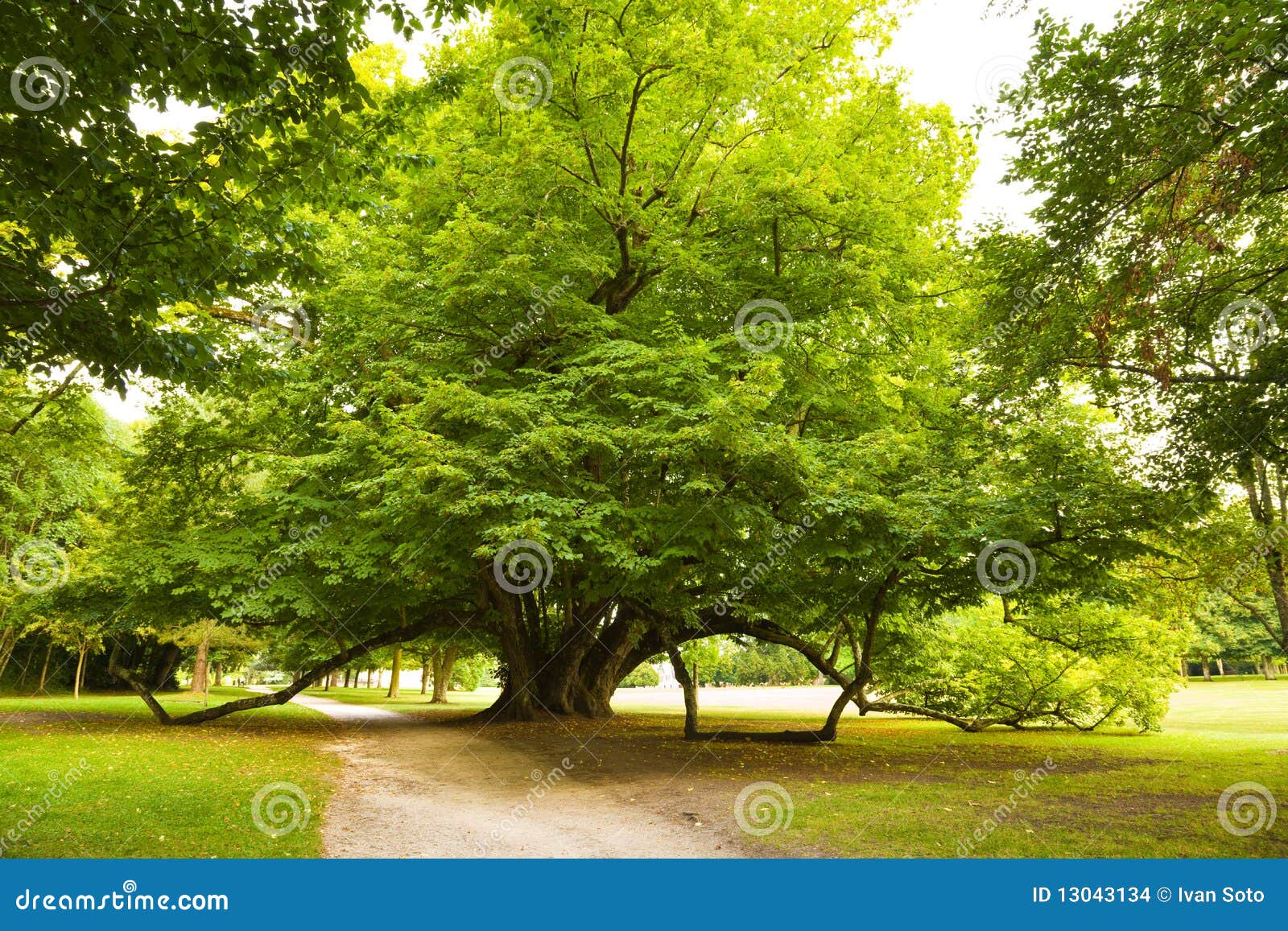 Arbre De Tilleul Centenaire Photo stock - Image du feuillage ...