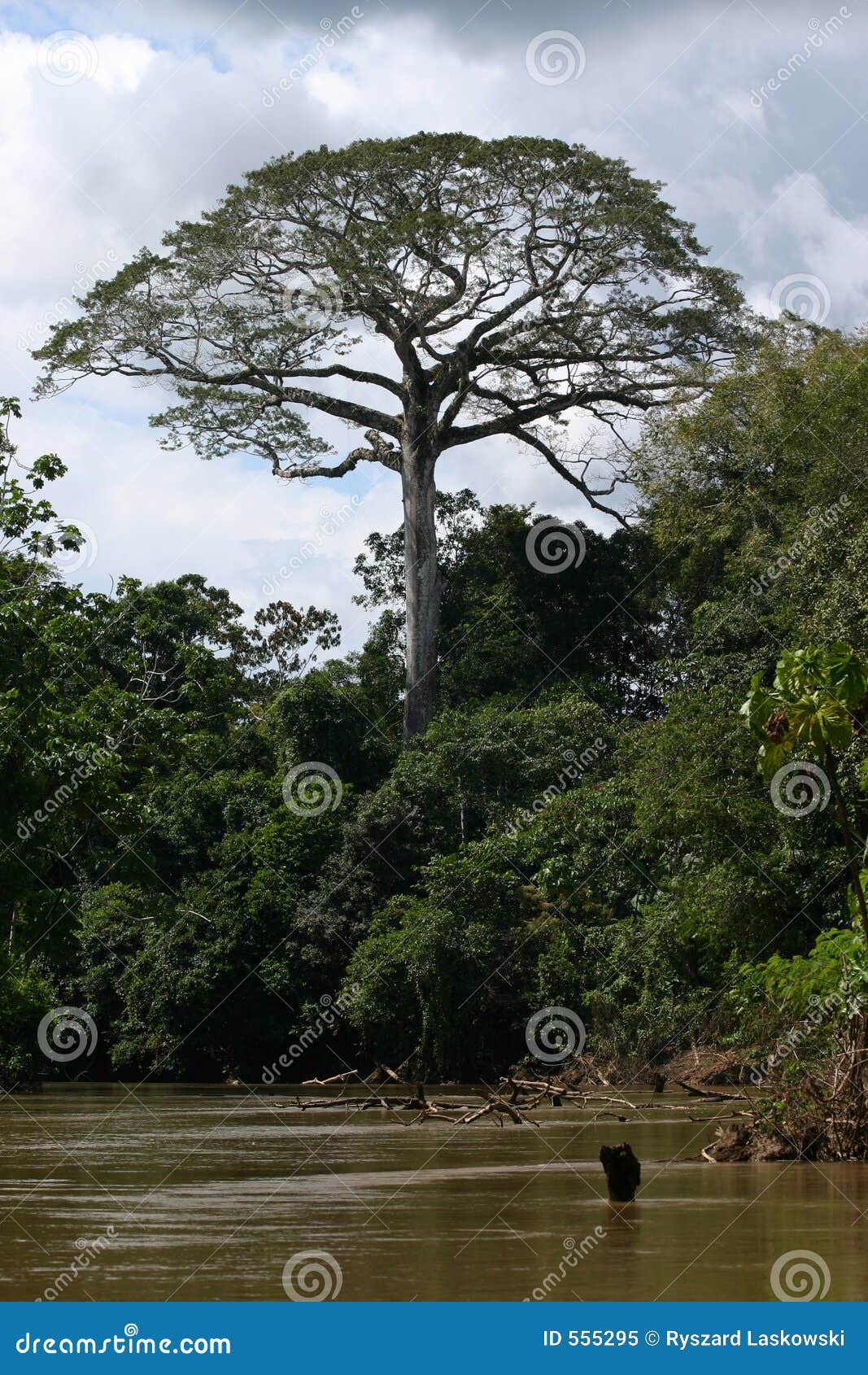 Arbre en Amazonie image stock. Image du equateur, centrales - 555295