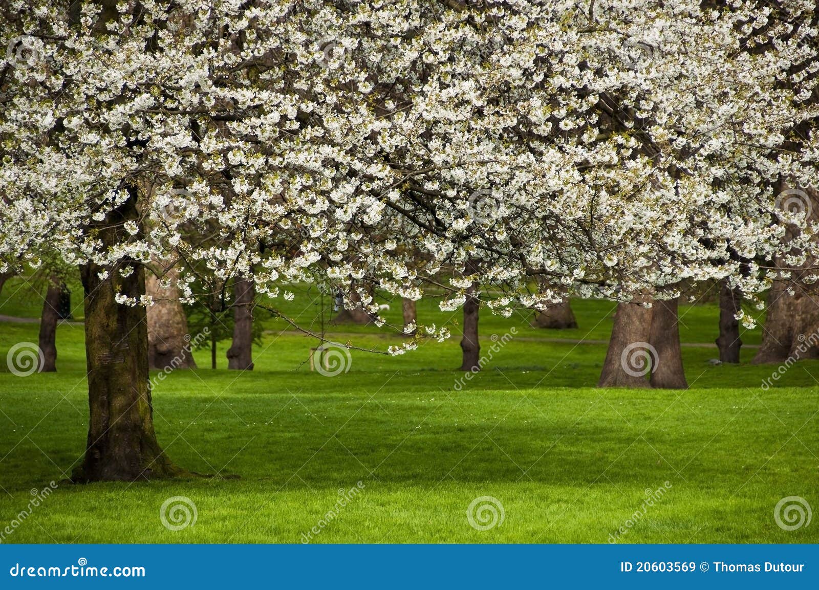 Arbre en fleur image stock. Image du fleurs, paysage - 20603569