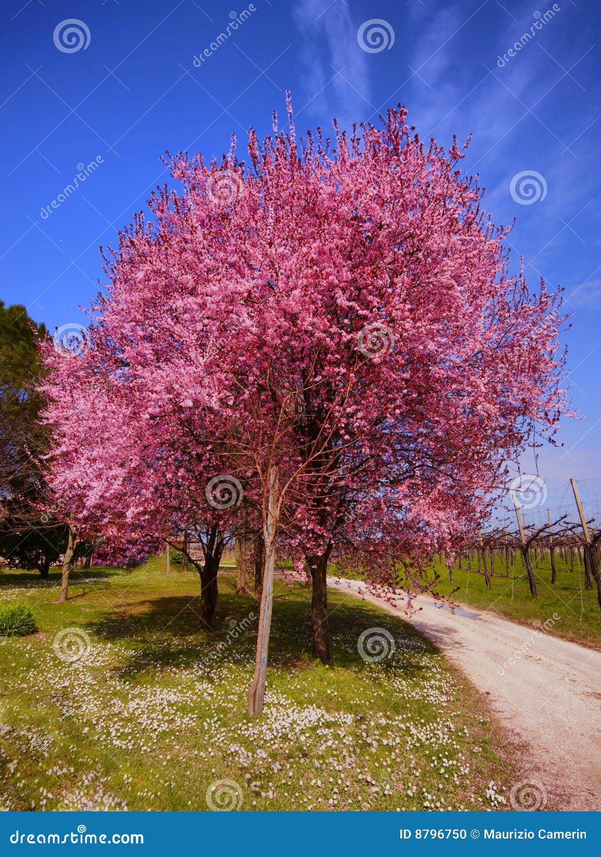 Arbre en fleur photo stock. Image du ciel, ressort, beau - 8796750