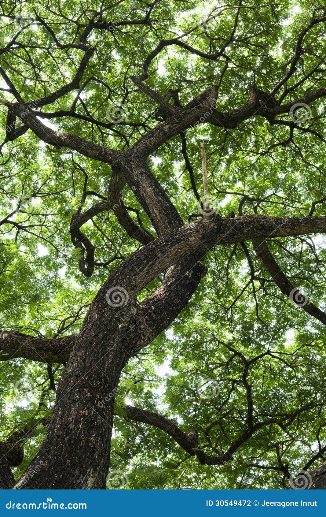 Arbre en parc vert photo stock. Image du vert, lumière - 30549472