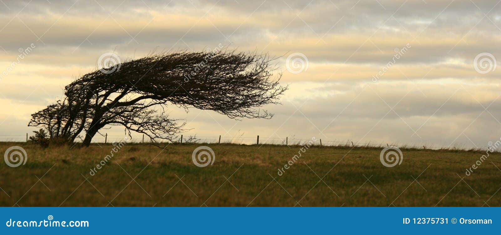 Arbre en vent image stock. Image du weathered, courbé - 12375731