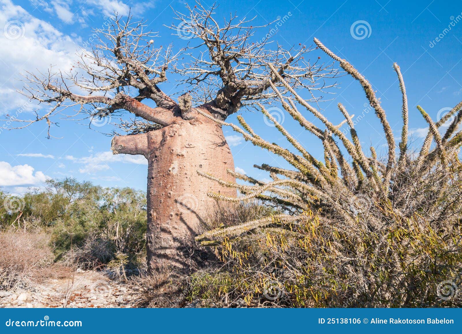Arbre et savane de baobab photo stock. Image du longtemps - 25138106