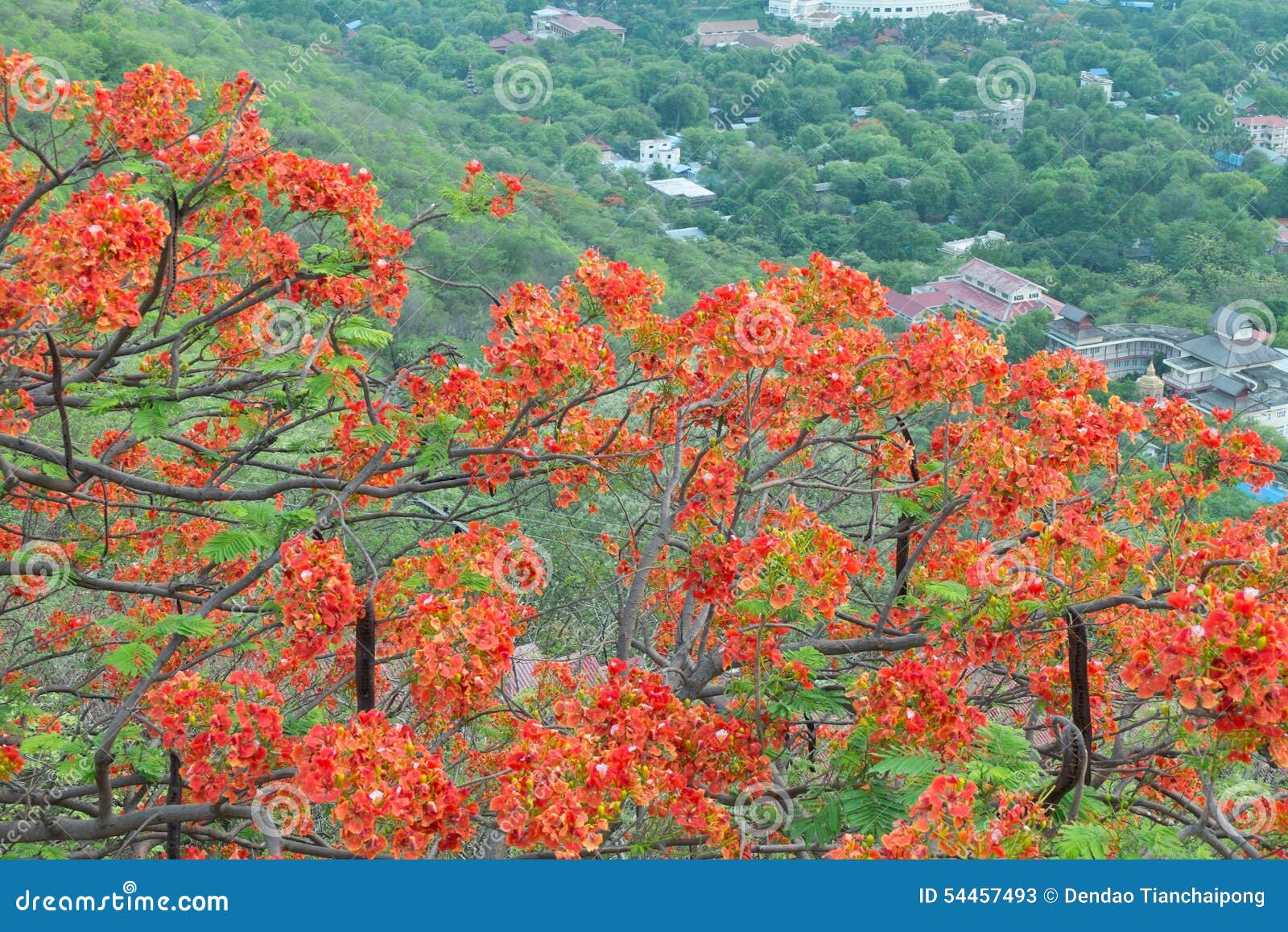 Arbre Flamboyant Avec La Fleur Rouge Image stock - Image du poinciana ...
