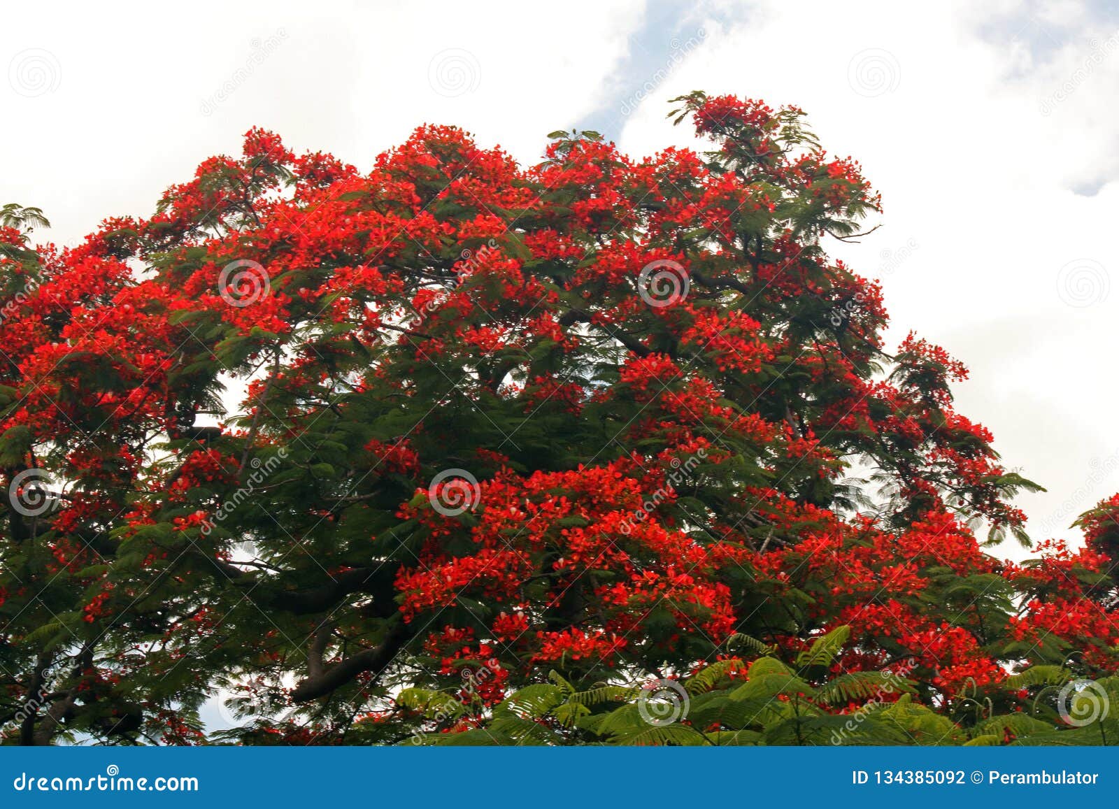 ARBRE FLAMBOYANT COUVERT EN FLEURS ROUGES Photo stock - Image du fleurs ...