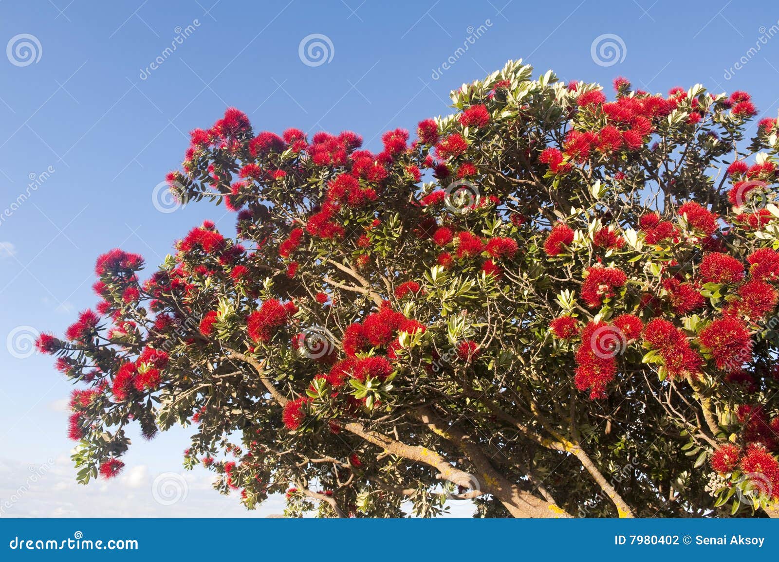 Arbre Flamboyant De Floraison Avec Les Fleurs Rouges Photo stock ...