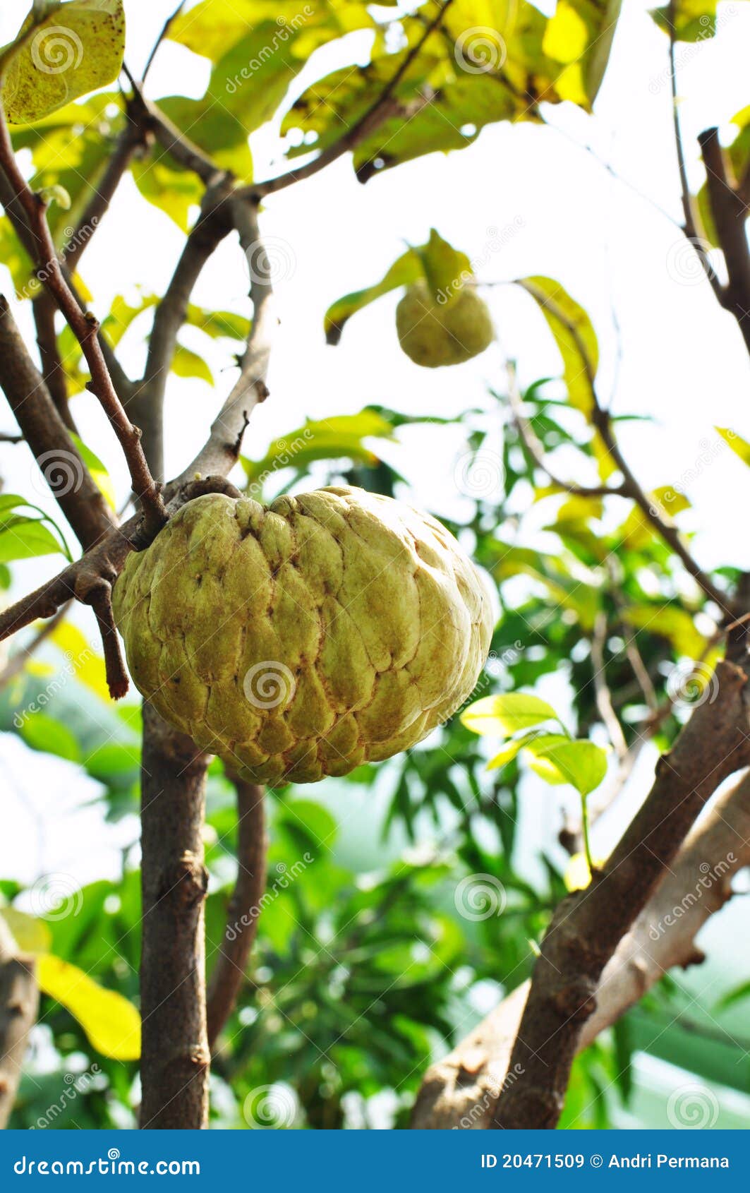 Arbre Fruitier De Corossol Dans Le Jardin Image stock - Image du lame ...