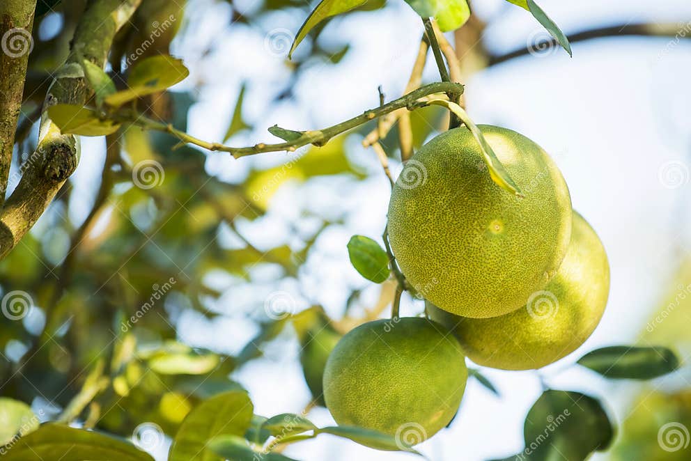 Arbre Fruitier De Pamplemousse Dans Le Jardin Photo stock - Image du ...