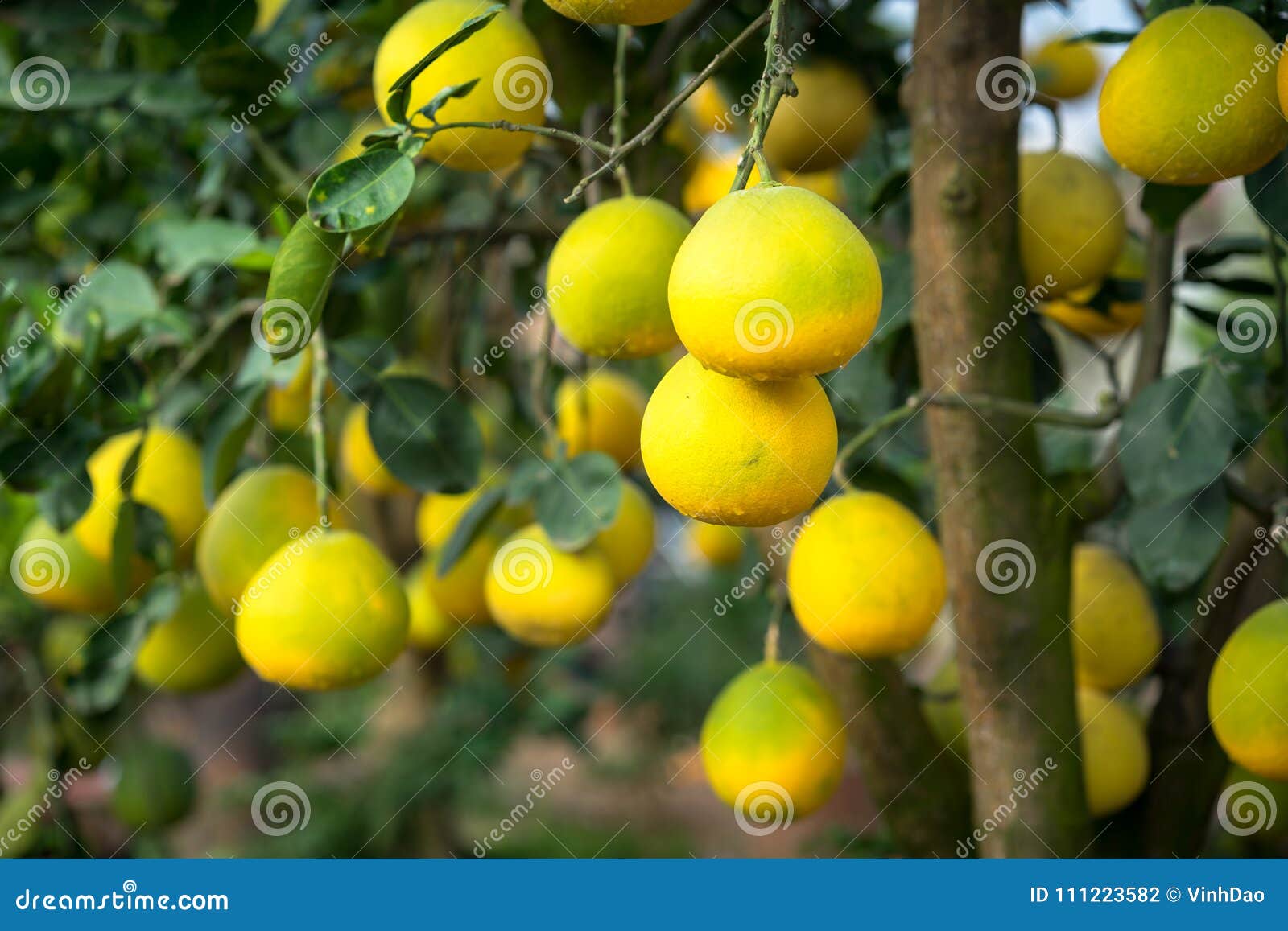 Arbre Fruitier De Pamplemousse Mûr Et Vert Dans Le Jardin Photo stock ...