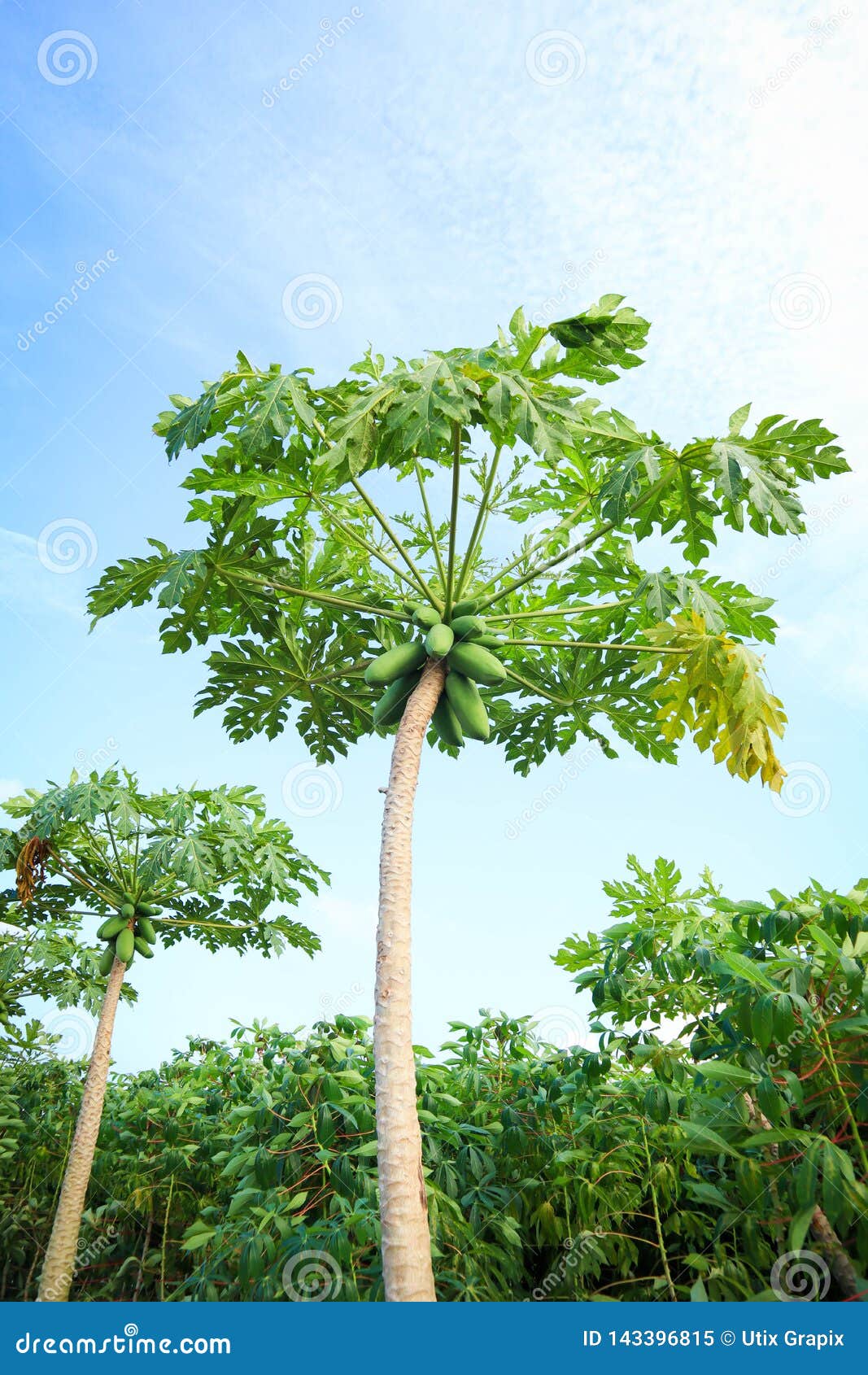 Arbre fruitier de papaye image stock. Image du nutrition - 143396815