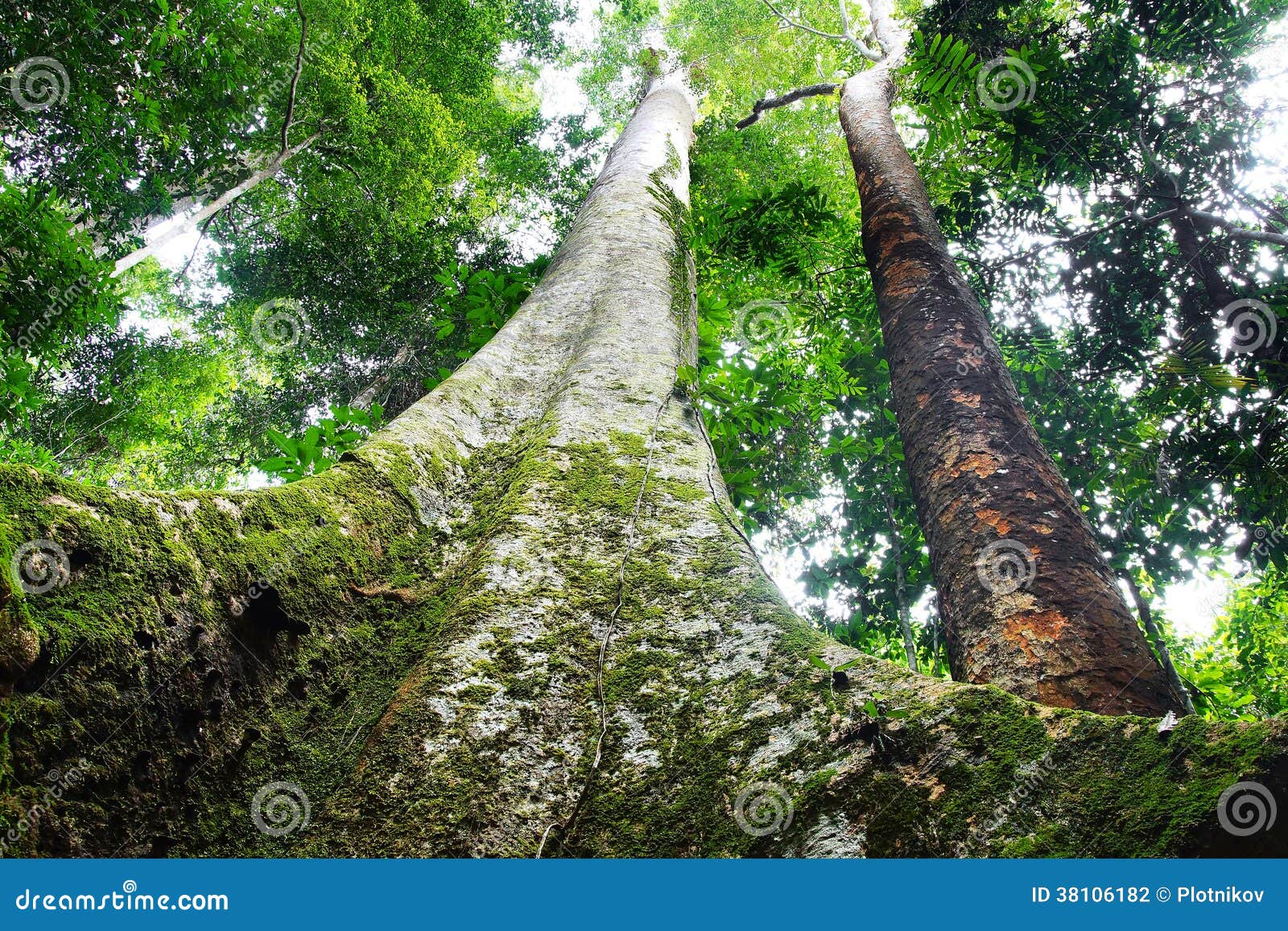 Arbre Gigantesque Tropical. Photo stock - Image du accroissement ...