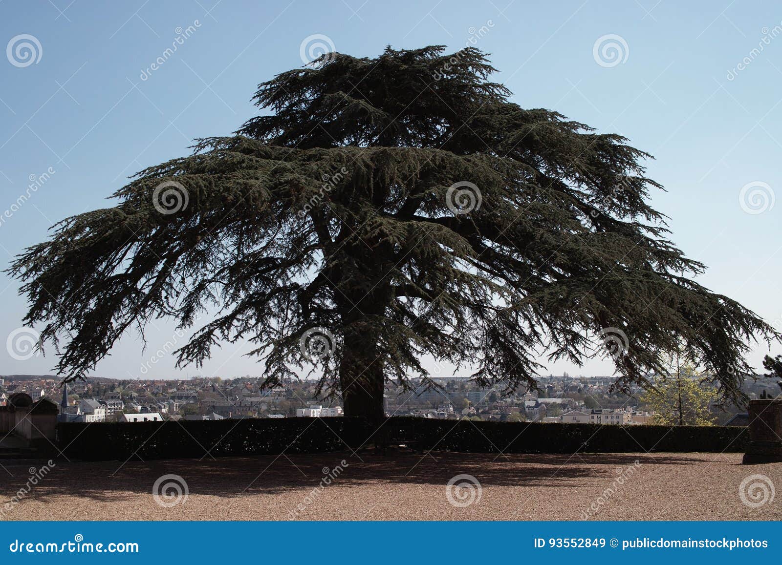 Arbre Picture. Image: 93552849