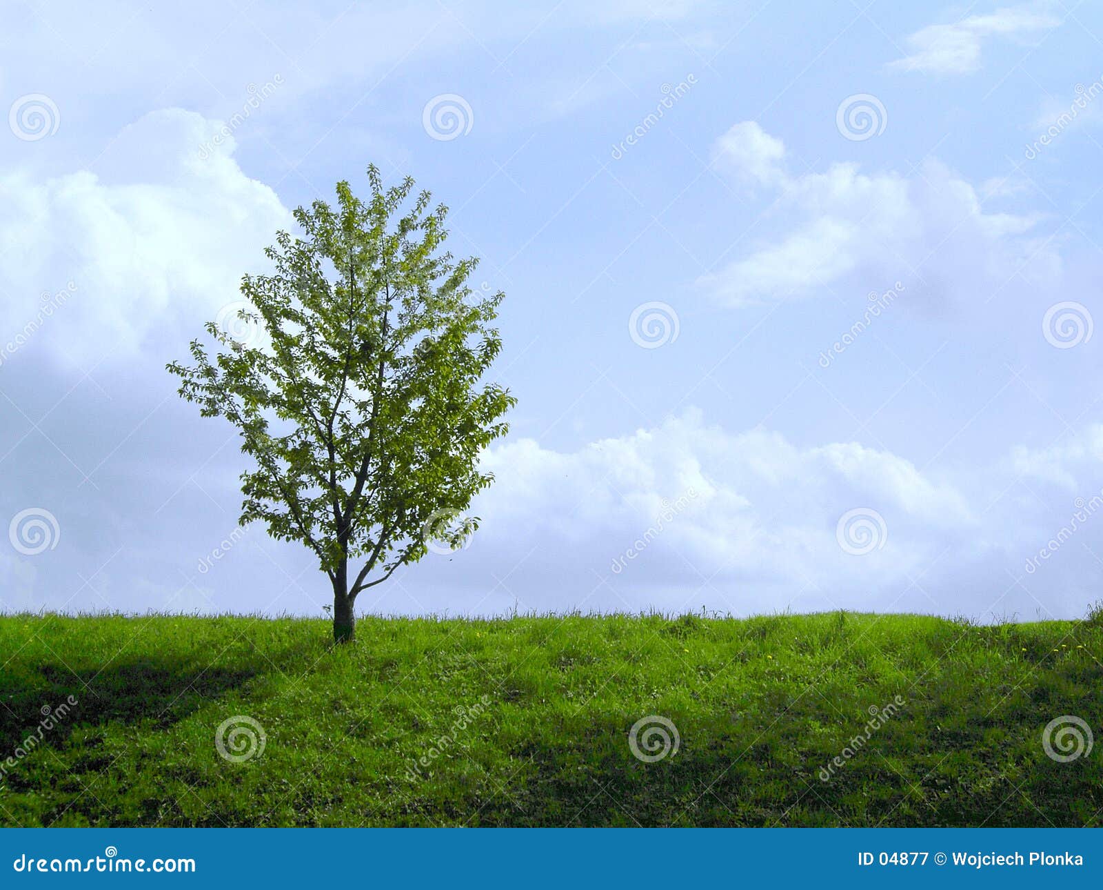 Arbre isolé image stock. Image du arbres, zone, simple, floraison - 4877