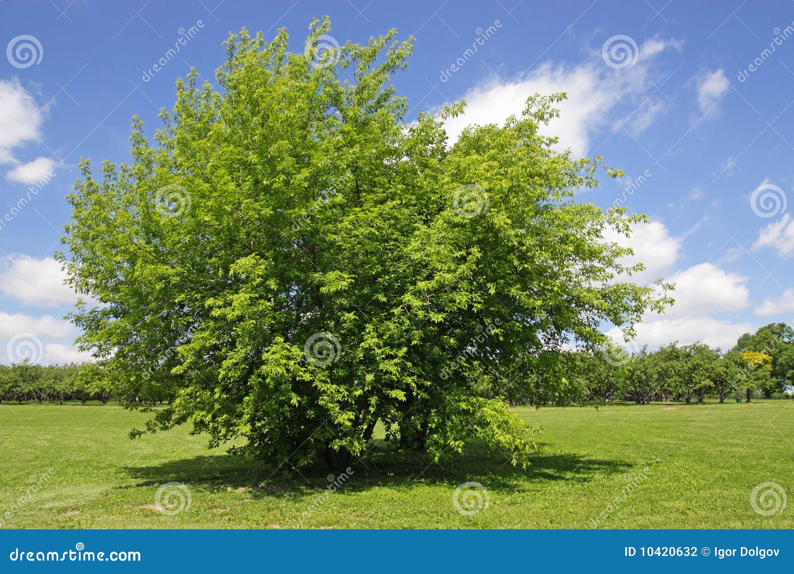 Arbre isolé photo stock. Image du environnement, campagne - 10420632