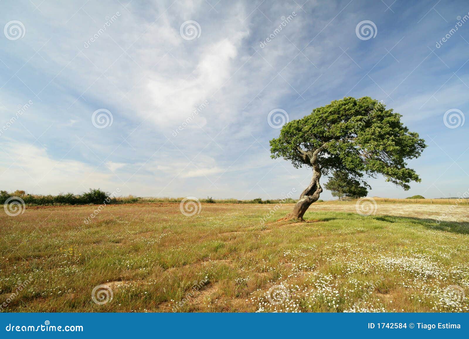 Arbre isolé photo stock. Image du horizon, paradis, centrale - 1742584