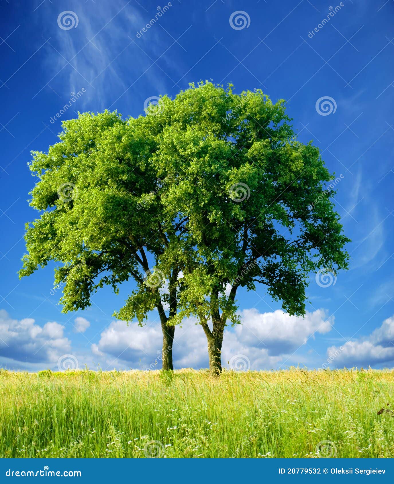Arbre isolé photo stock. Image du nuages, lame, beau - 20779532