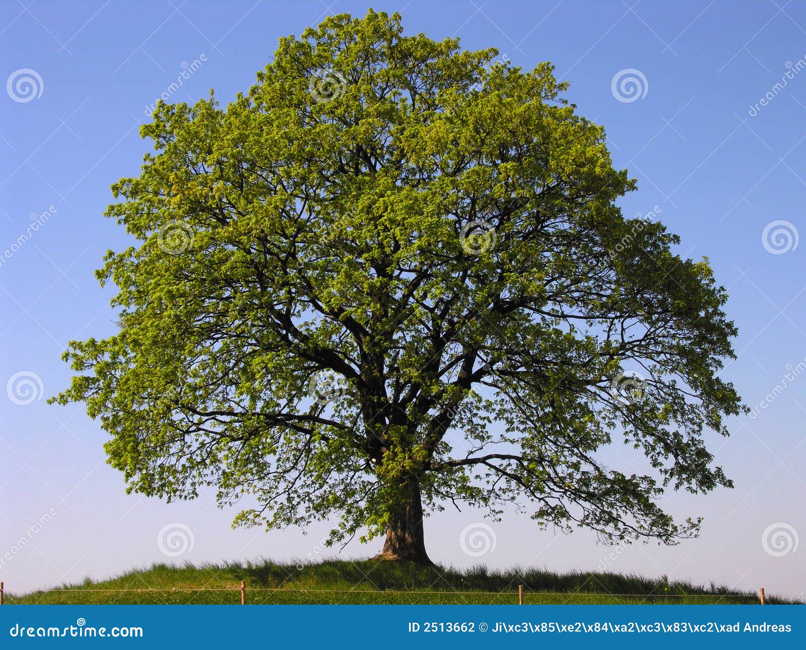 Arbre isolé photo stock. Image of fond, pays, dominant - 2513662