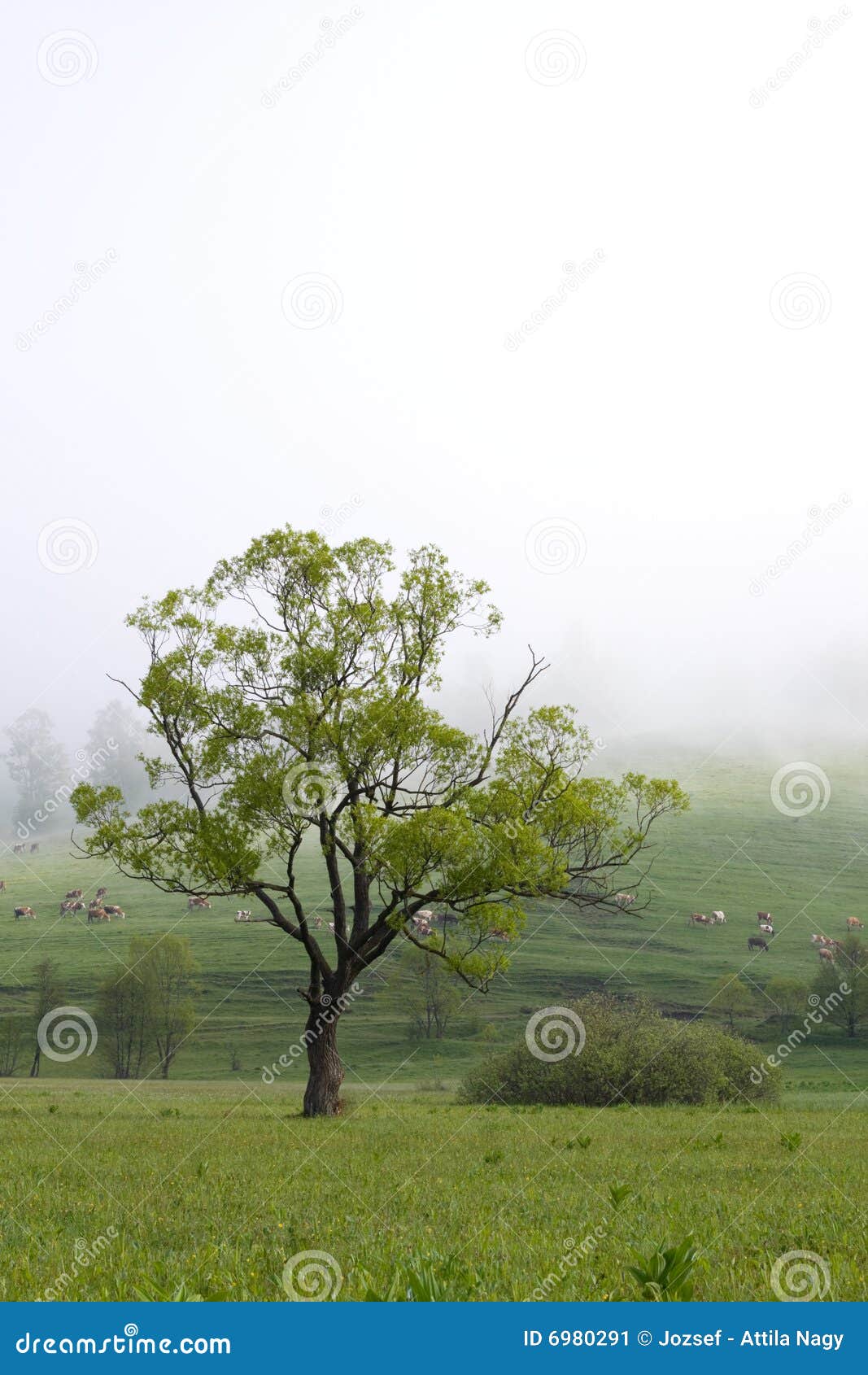 Arbre isolé image stock. Image du sauvage, ferme, horizontal - 6980291