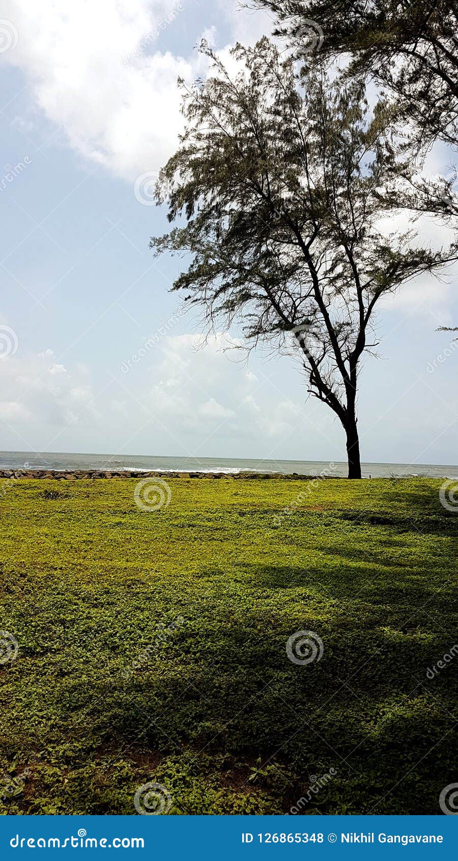 Arbre isolé de plage photo stock. Image du tropiques - 126865348