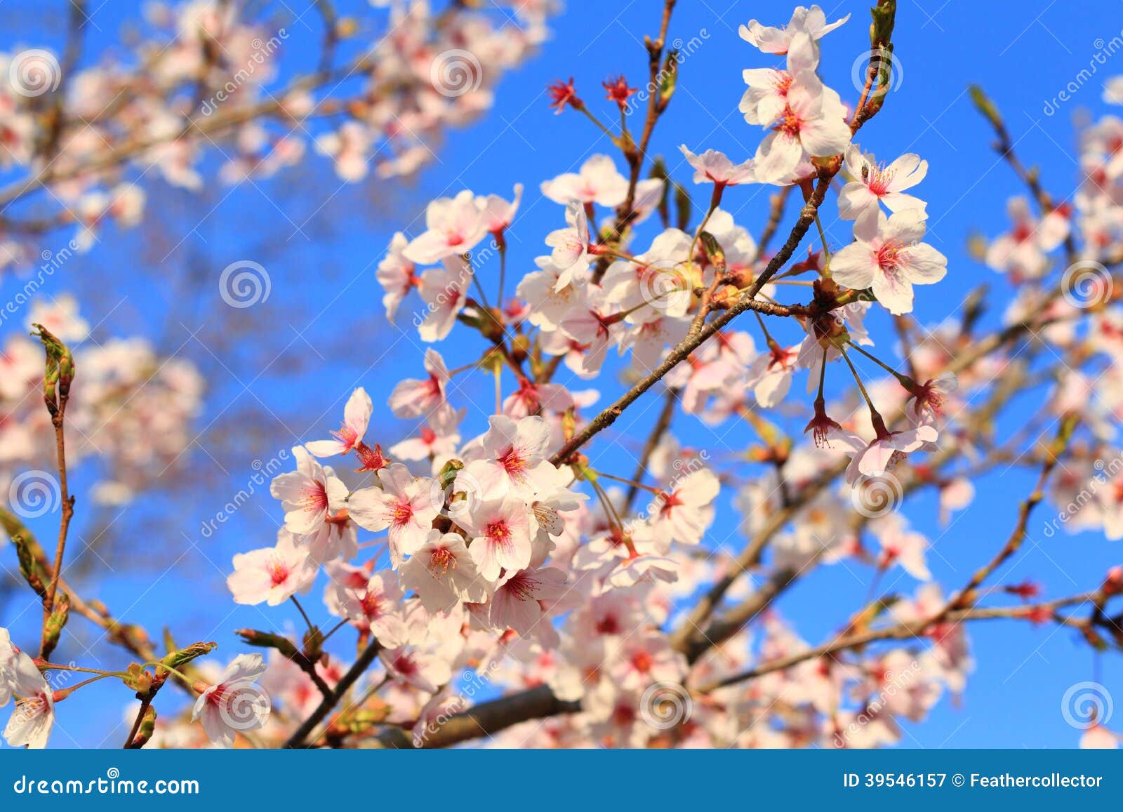 Arbre Japonais De Fleurs De Cerisier Image stock - Image du normal ...