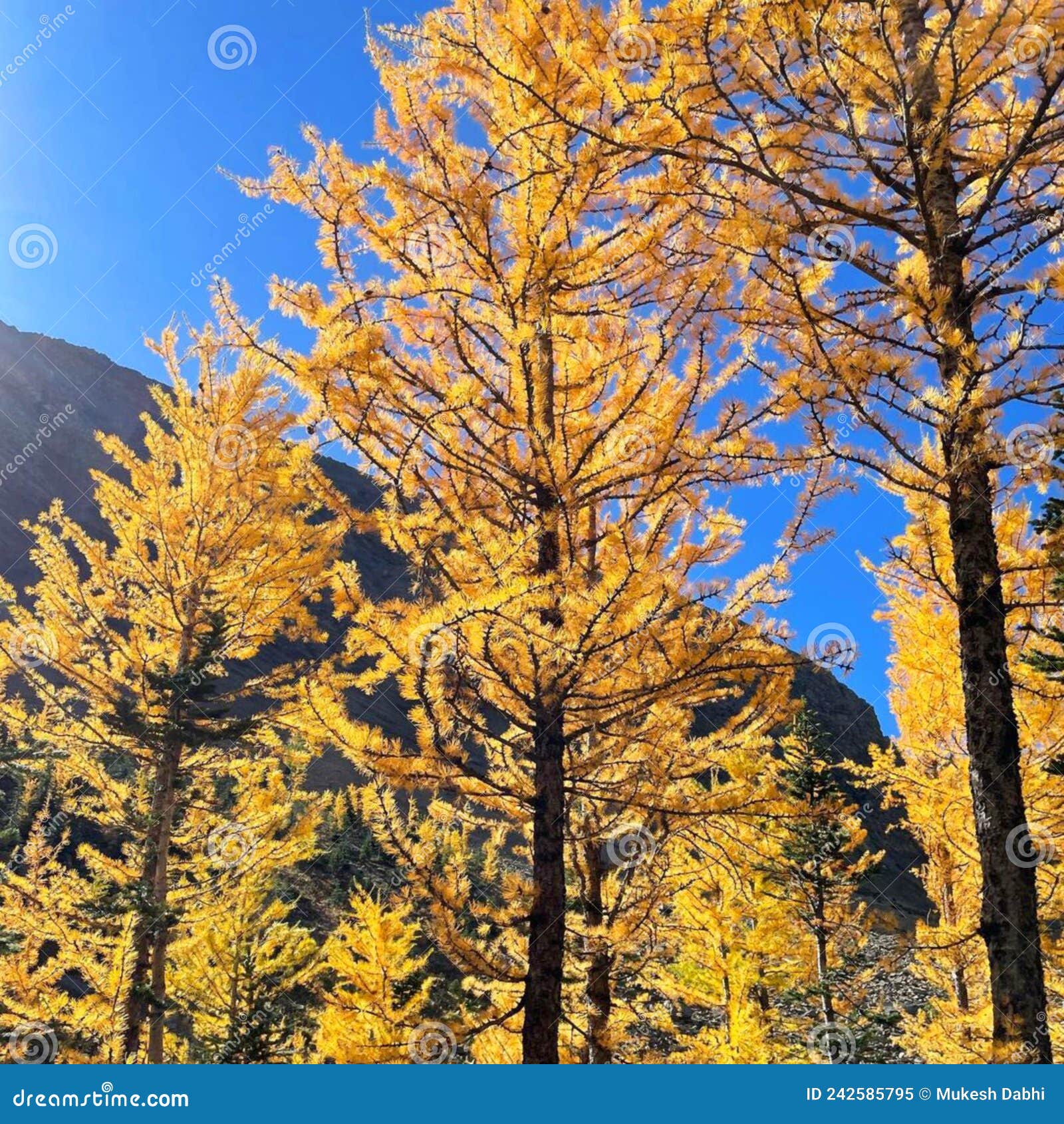 Arbre Jaune Du Parc Provincial Peter Lougheed Image stock - Image du ...