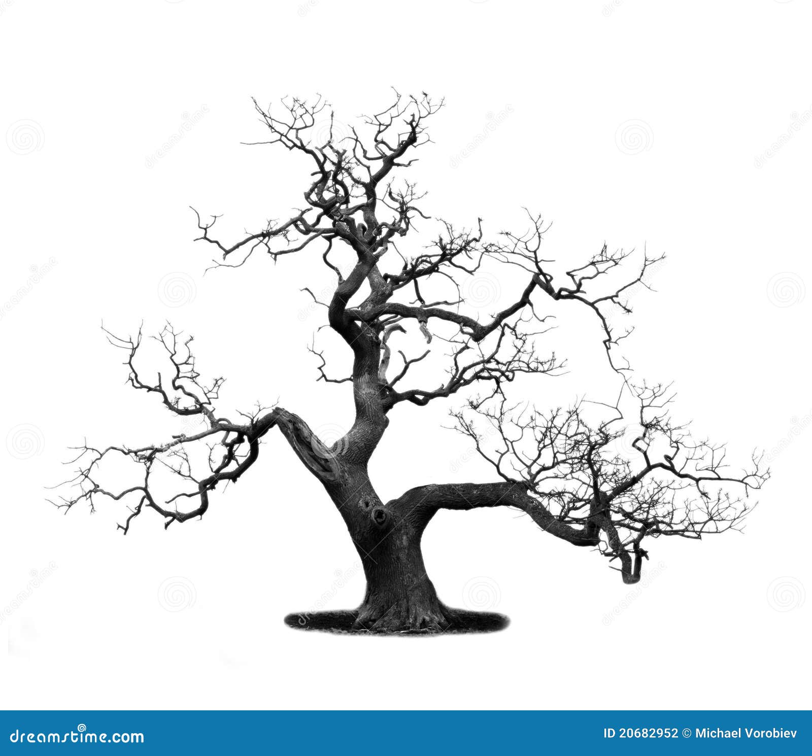 Arbre mort photo stock. Image du bois, mort, arbre, noir - 20682952