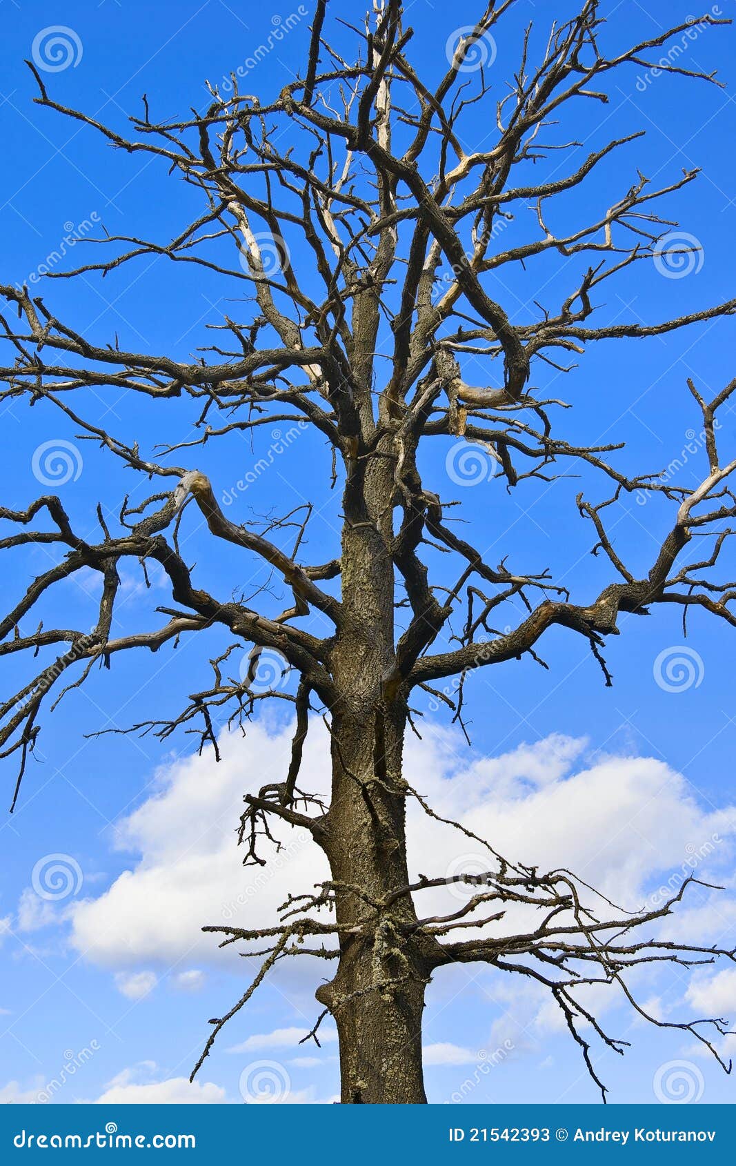 Arbre mort image stock. Image du vieux, forêt, fond, branchement - 21542393
