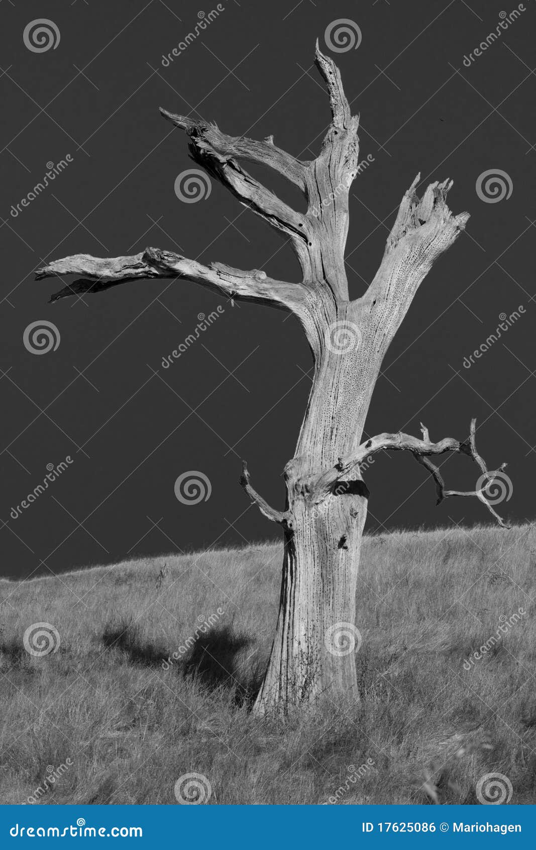 5,154 Photos de Arbre Mort Noir Et Blanc - Photos de stock gratuites et ...