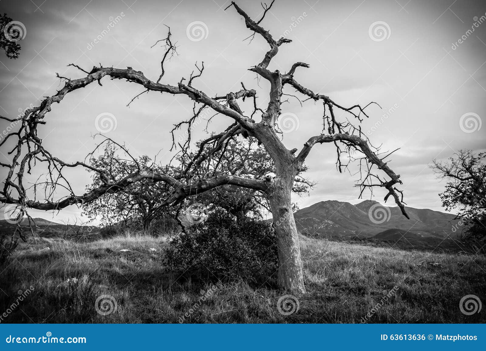 Arbre mort noir et blanc photo stock. Image du fractale - 63613636