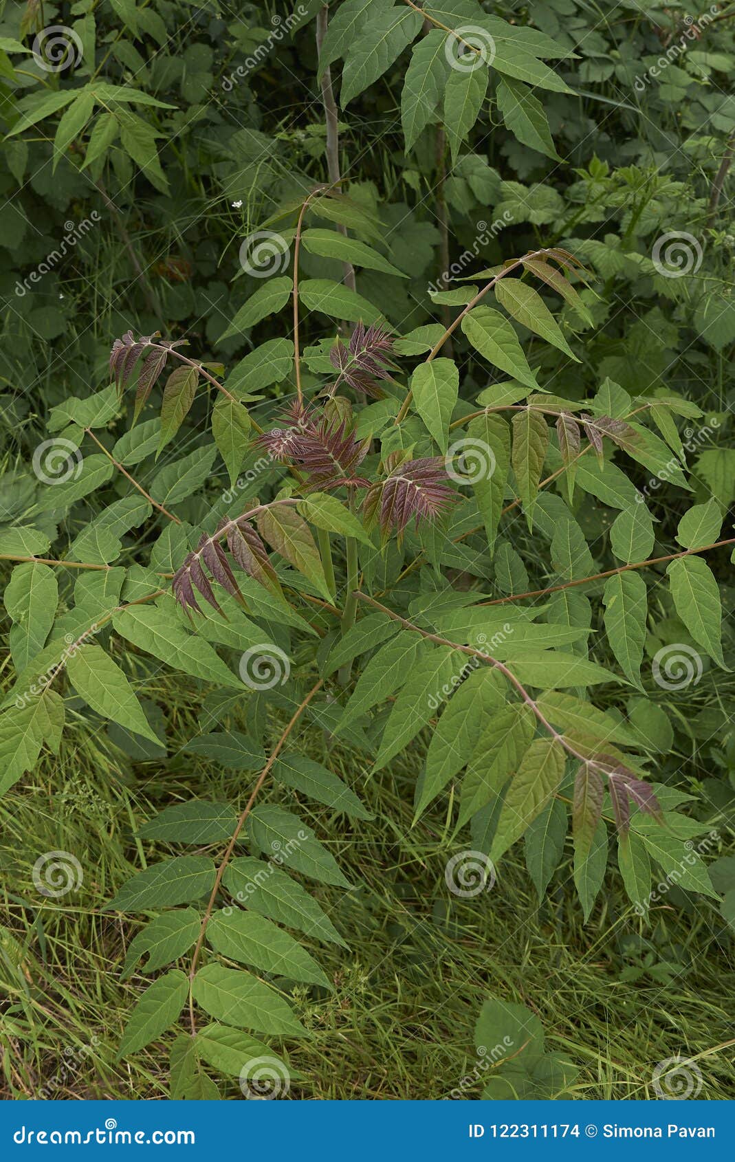 Arbre Multicolore D'altissima D'Ailanthus De Feuilles Photo stock ...