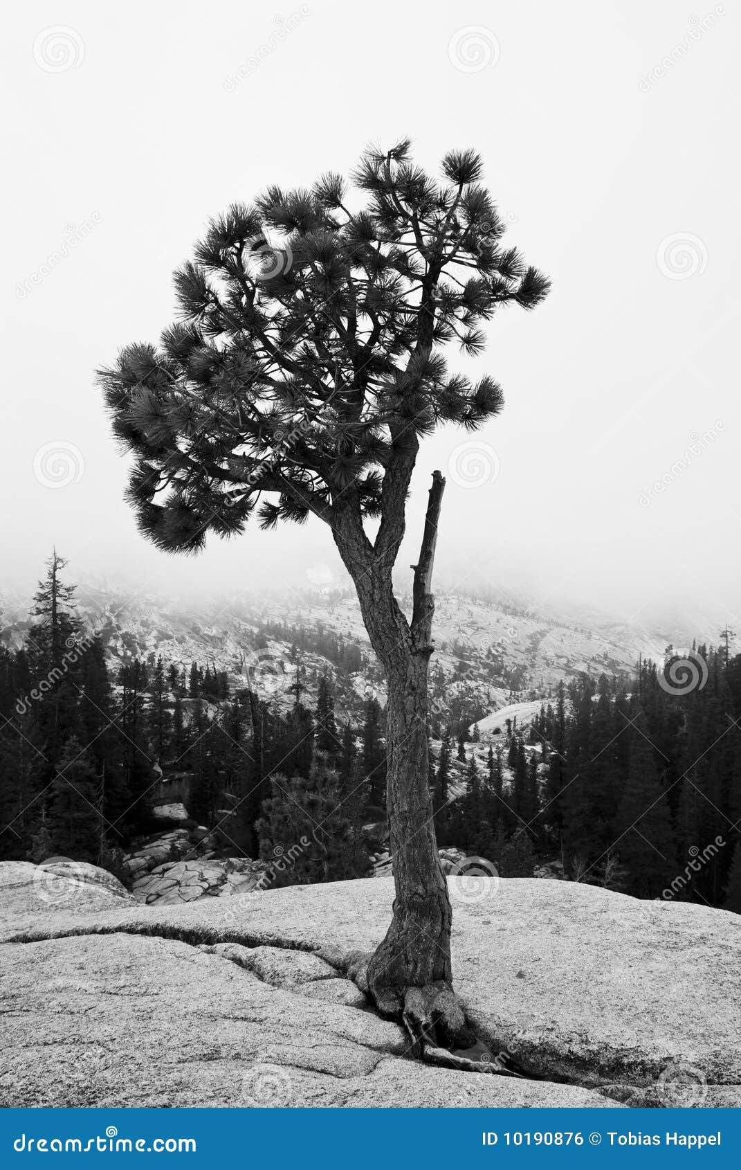 Arbre noir et blanc photo stock. Image du arbre, noir - 10190876
