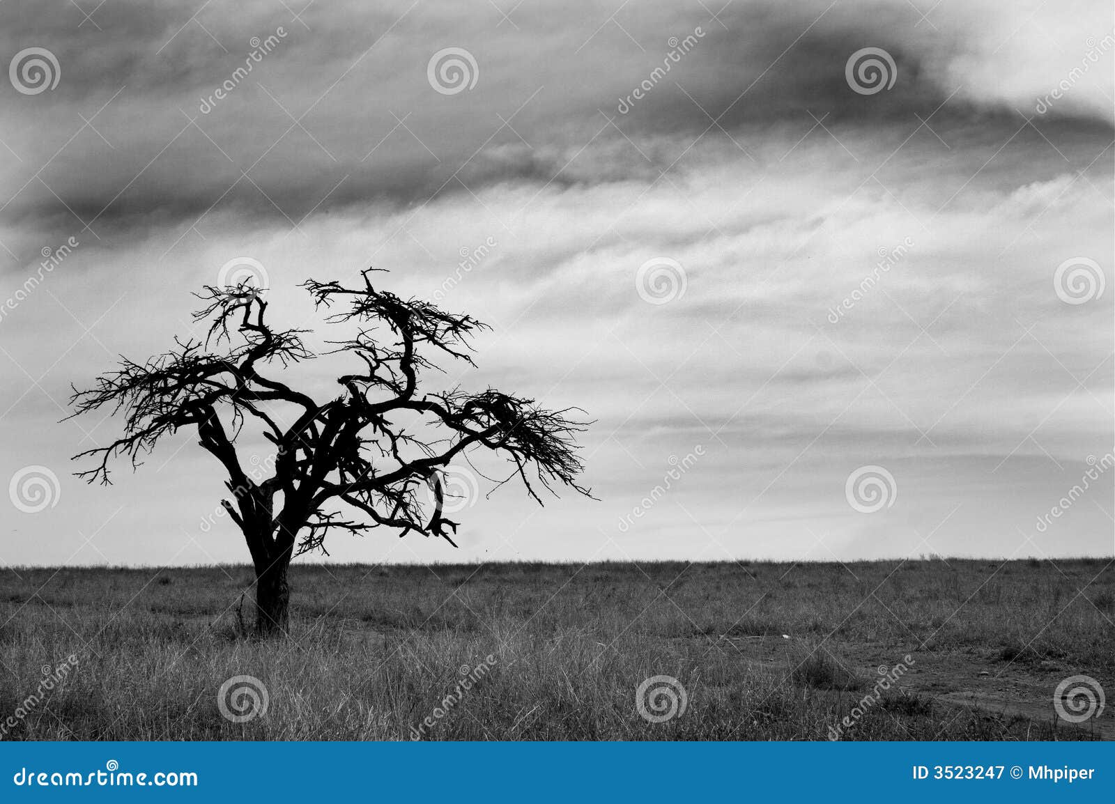 Arbre noir et blanc image stock. Image of contraste, nuages - 3523247