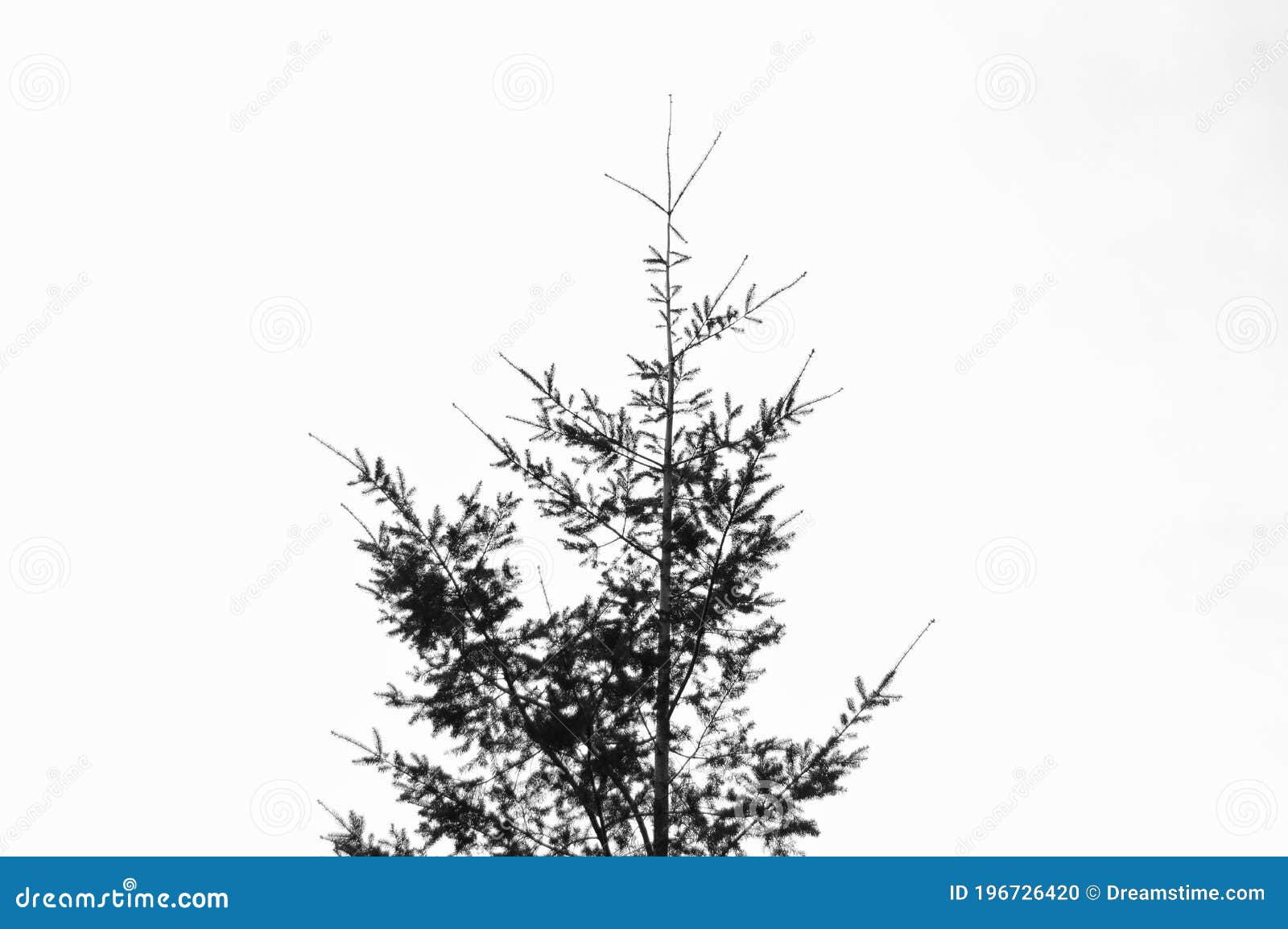 Arbre noir et blanc photo stock. Image du forêt, fond - 196726420